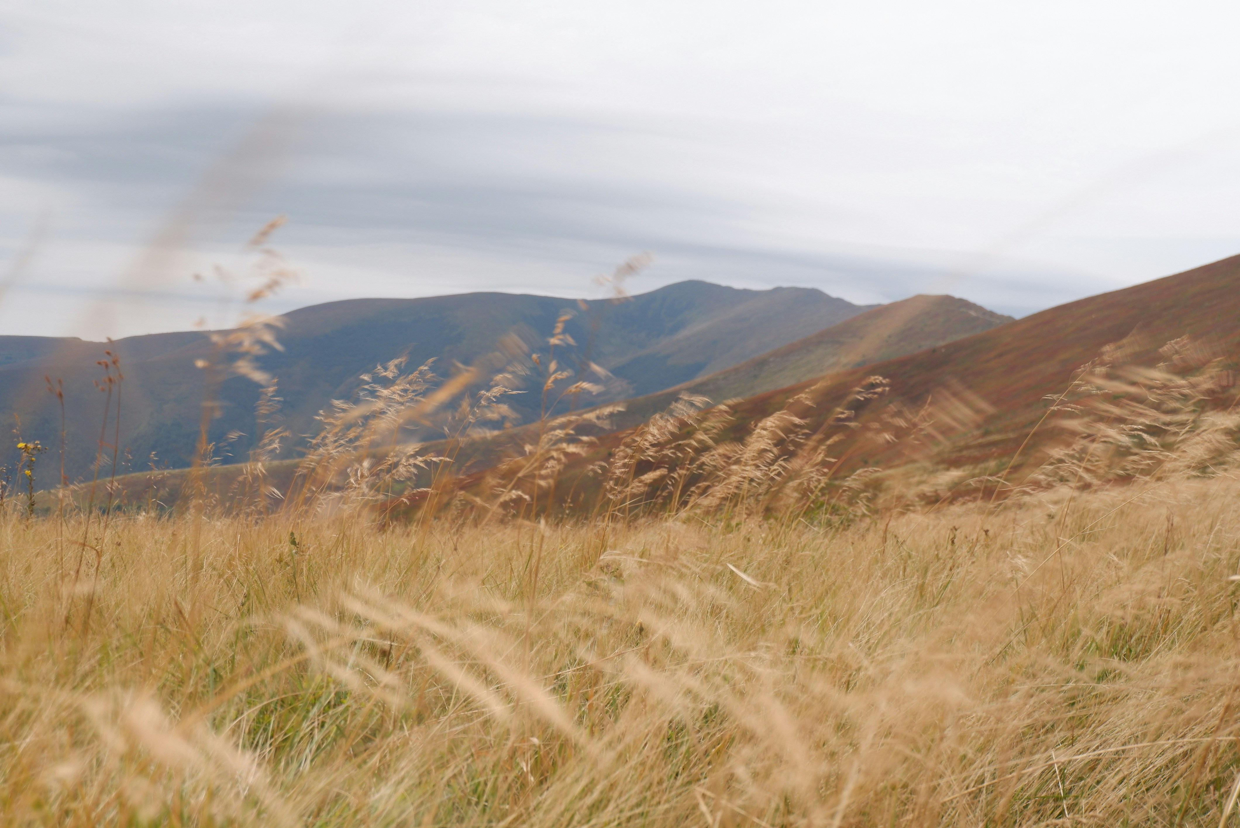 Golden Hills Swaying in the Silent Valley