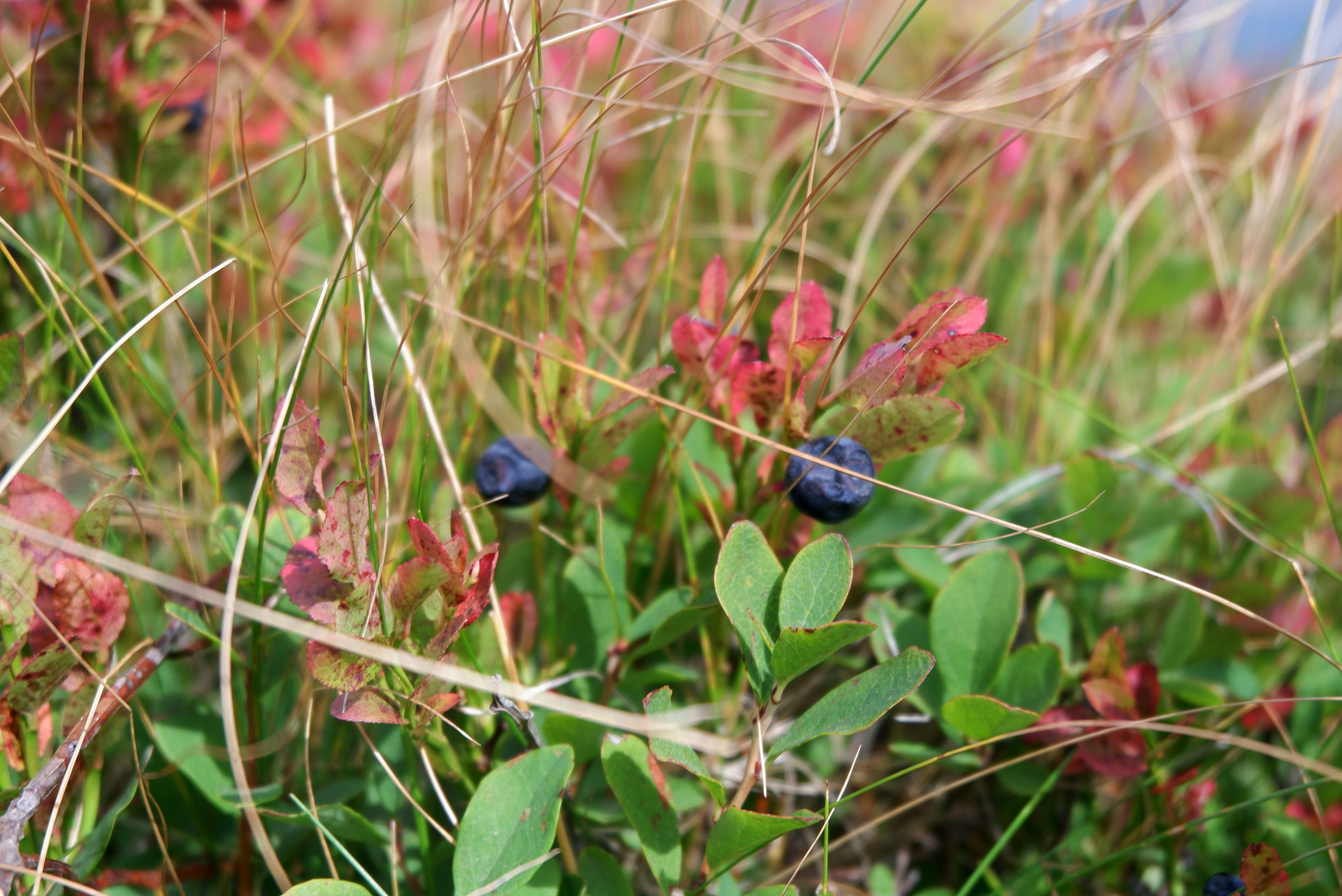 Close-up of wild blueberry bushes and red-tinged foliage amid slender grasses, emphasizing natural texture and color in a field setting.