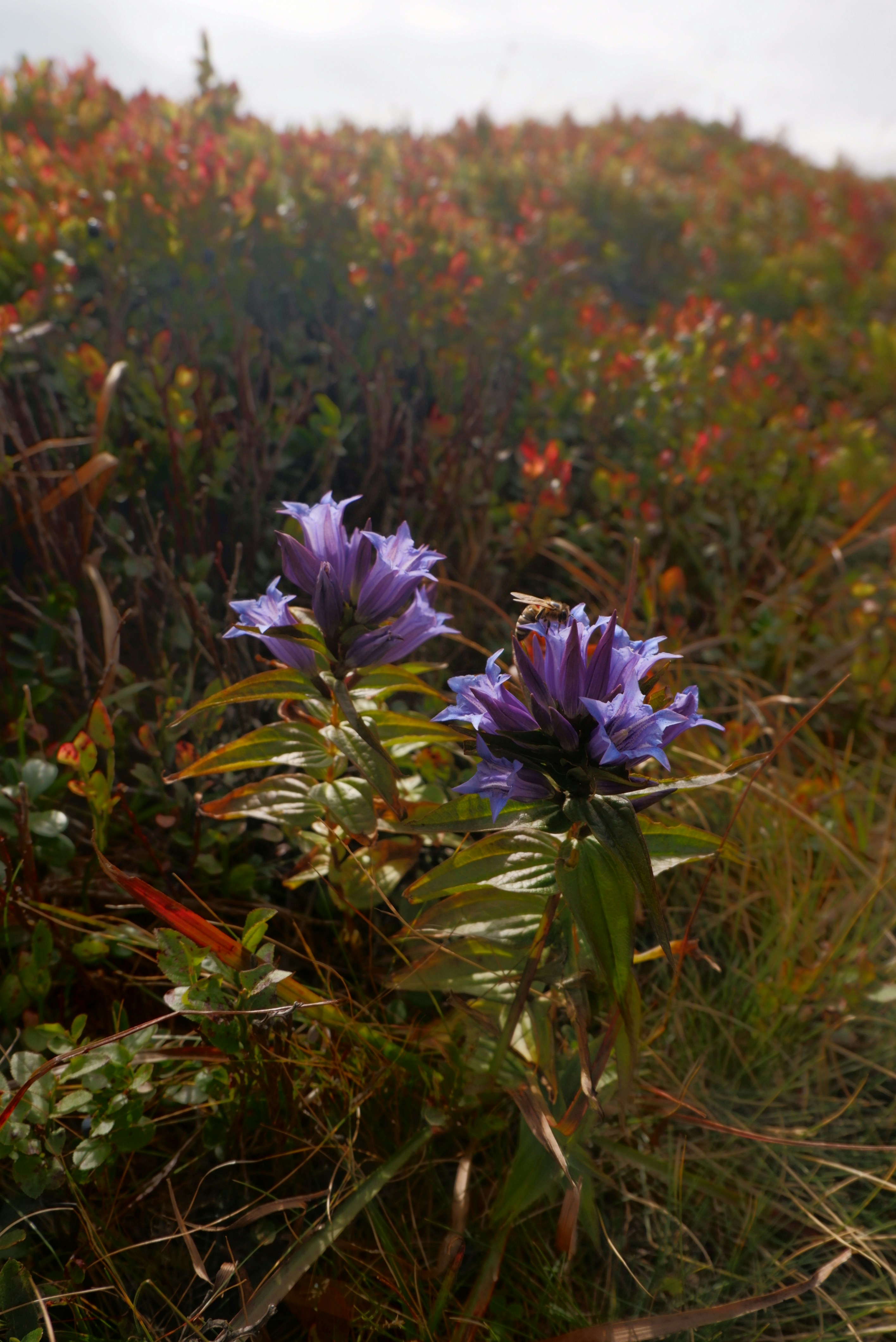 Purple blooms rise from a sunlit meadow in late summer