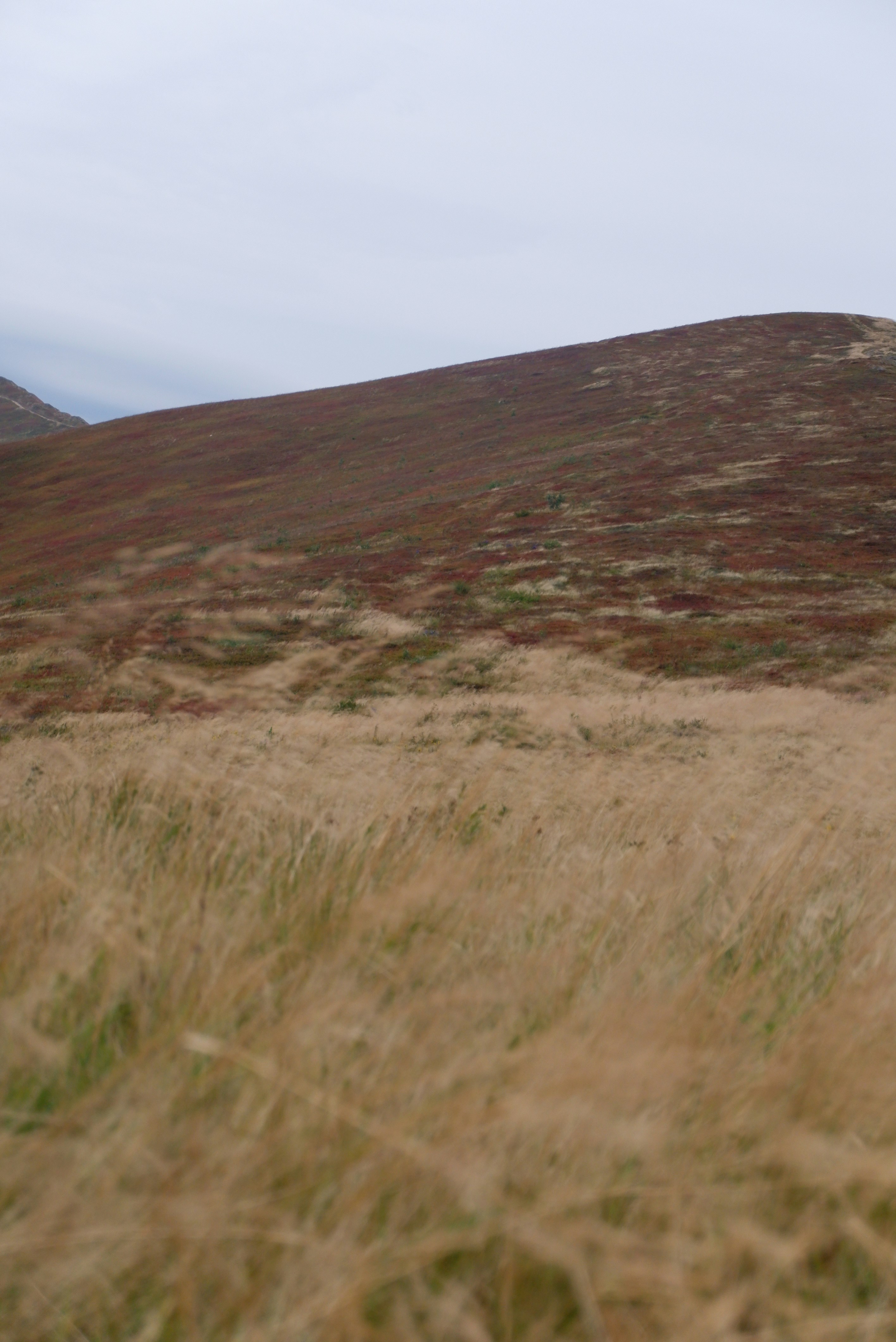 Muted hillside landscape with tall golden grasses in the foreground and a brown, grassy slope under a pale blue sky; the scene emphasizes natural terrain and open space. (photo is a landscape capture).