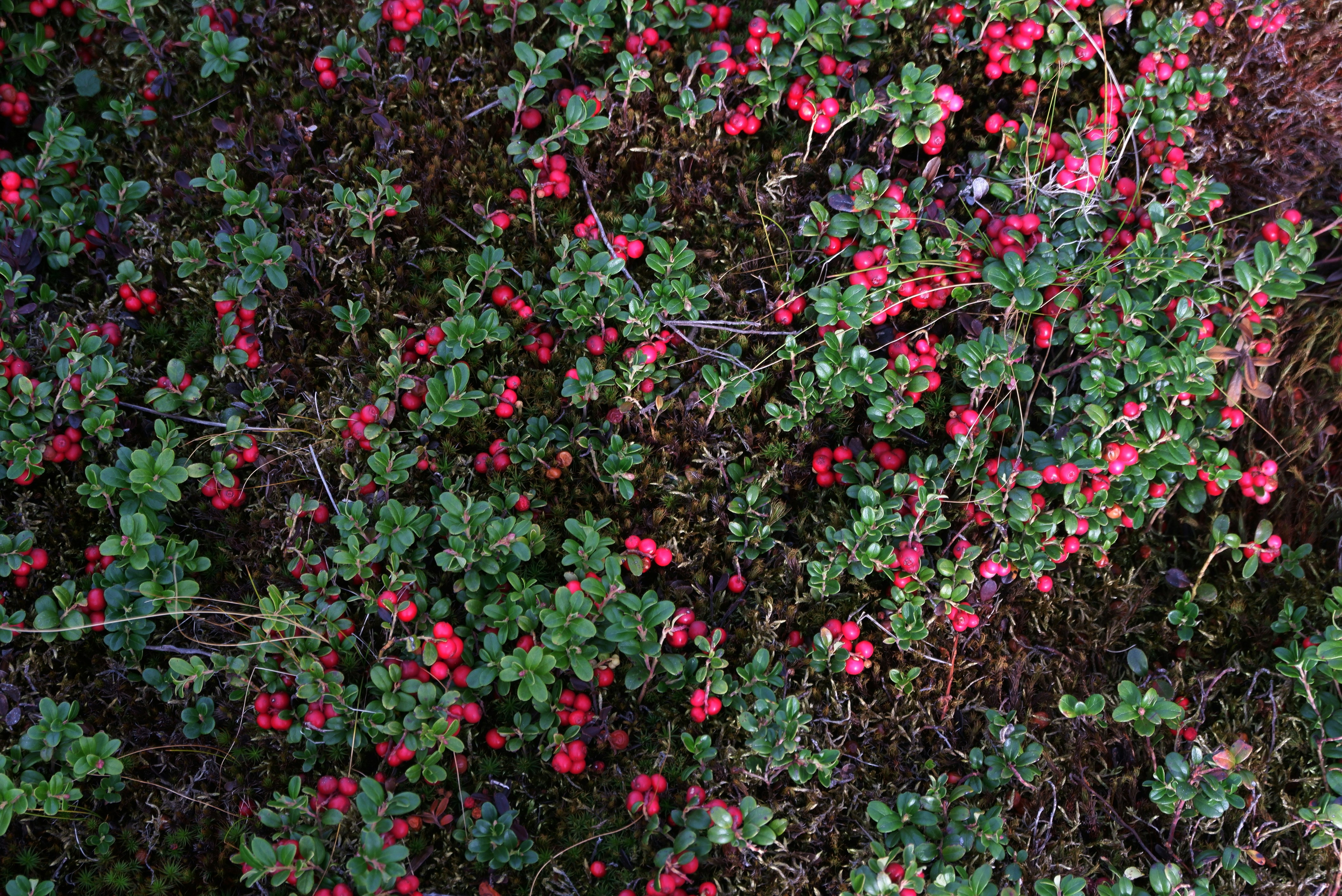 Crimson berries among emerald thickets
