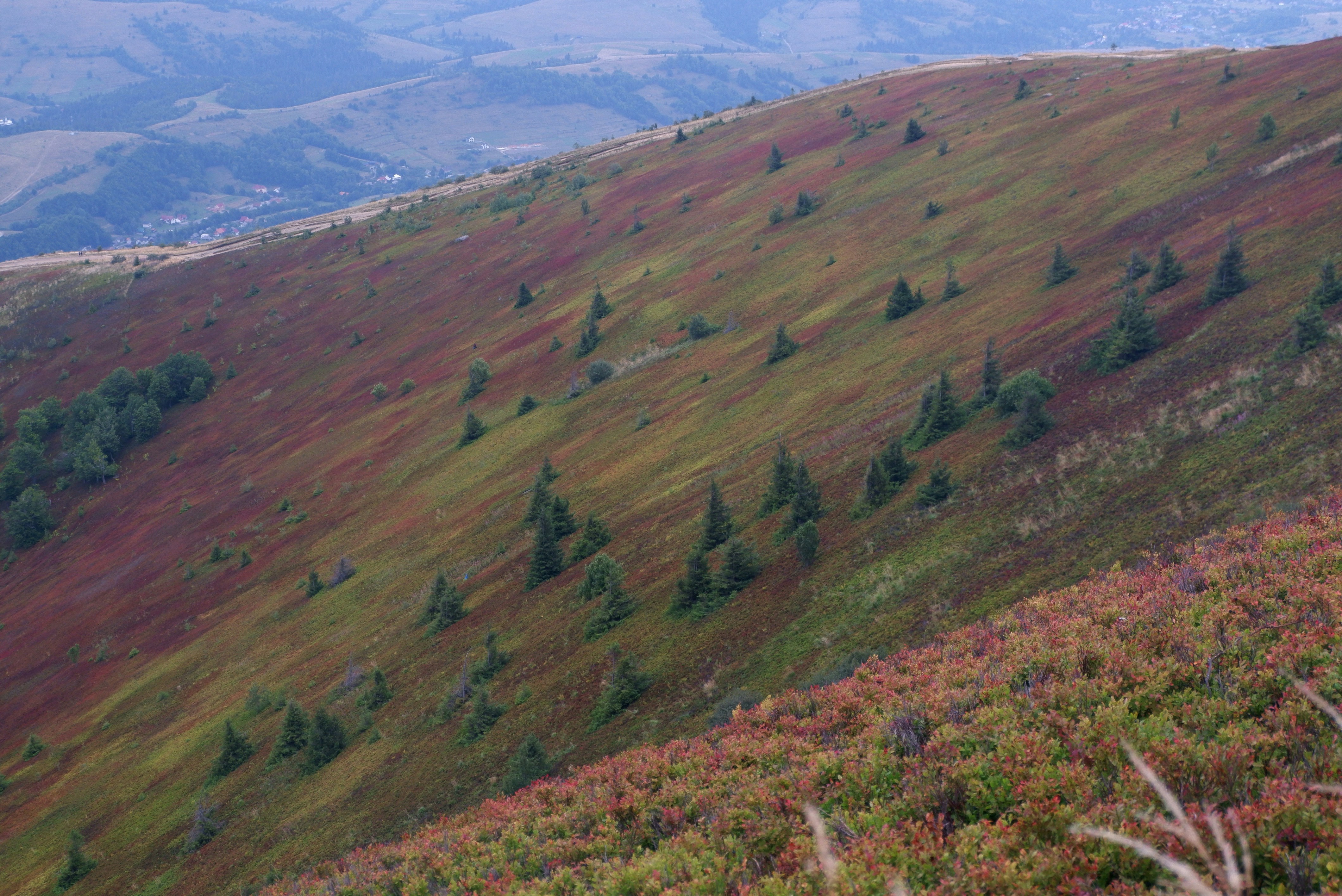 Colorful alpine hillside carpeted in autumn hues with scattered evergreen trees, sweeping from foreground shrubs to distant ridges.
