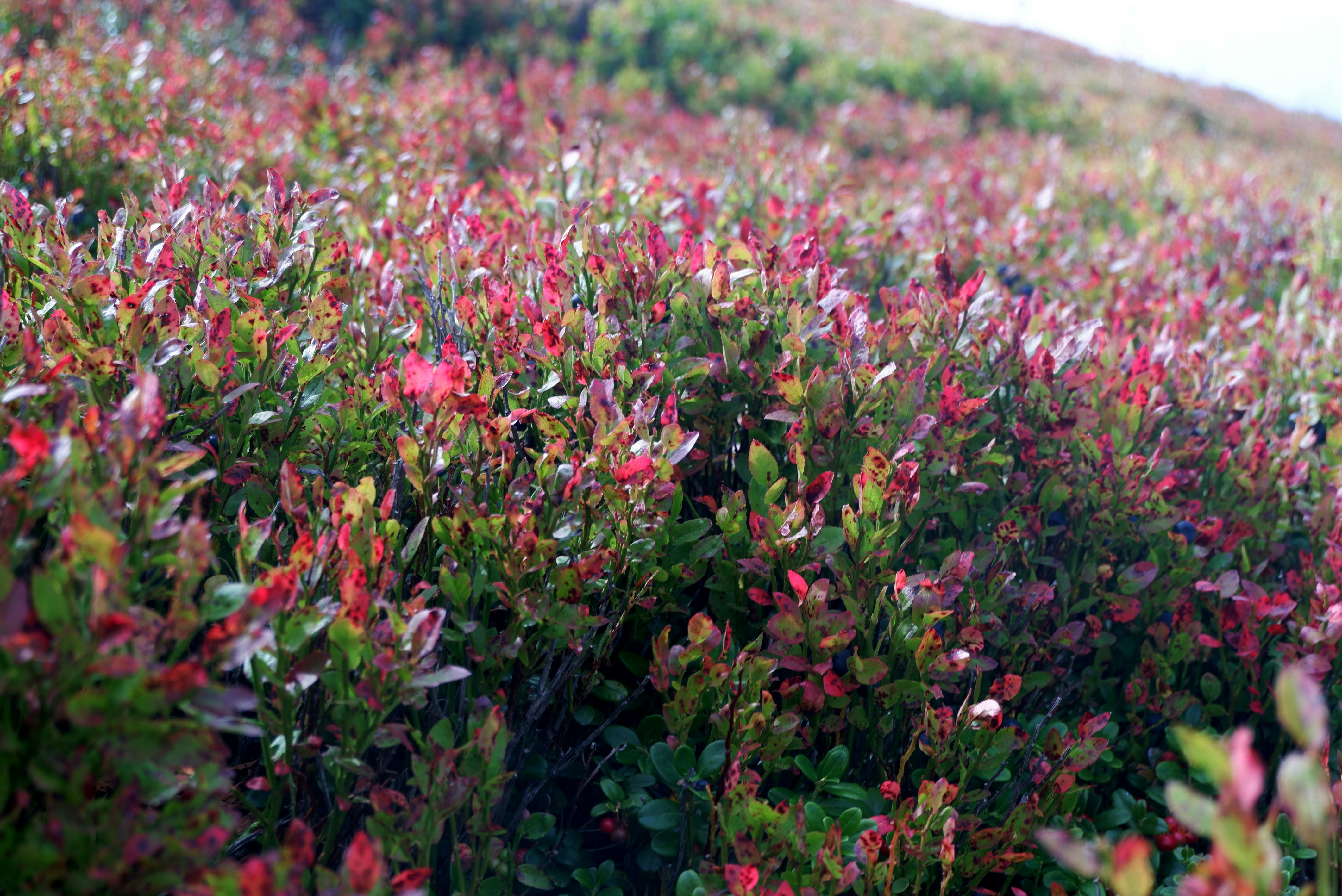 Blush-Colored Field: A Shimmer of Pink-Tipped Shrubs
