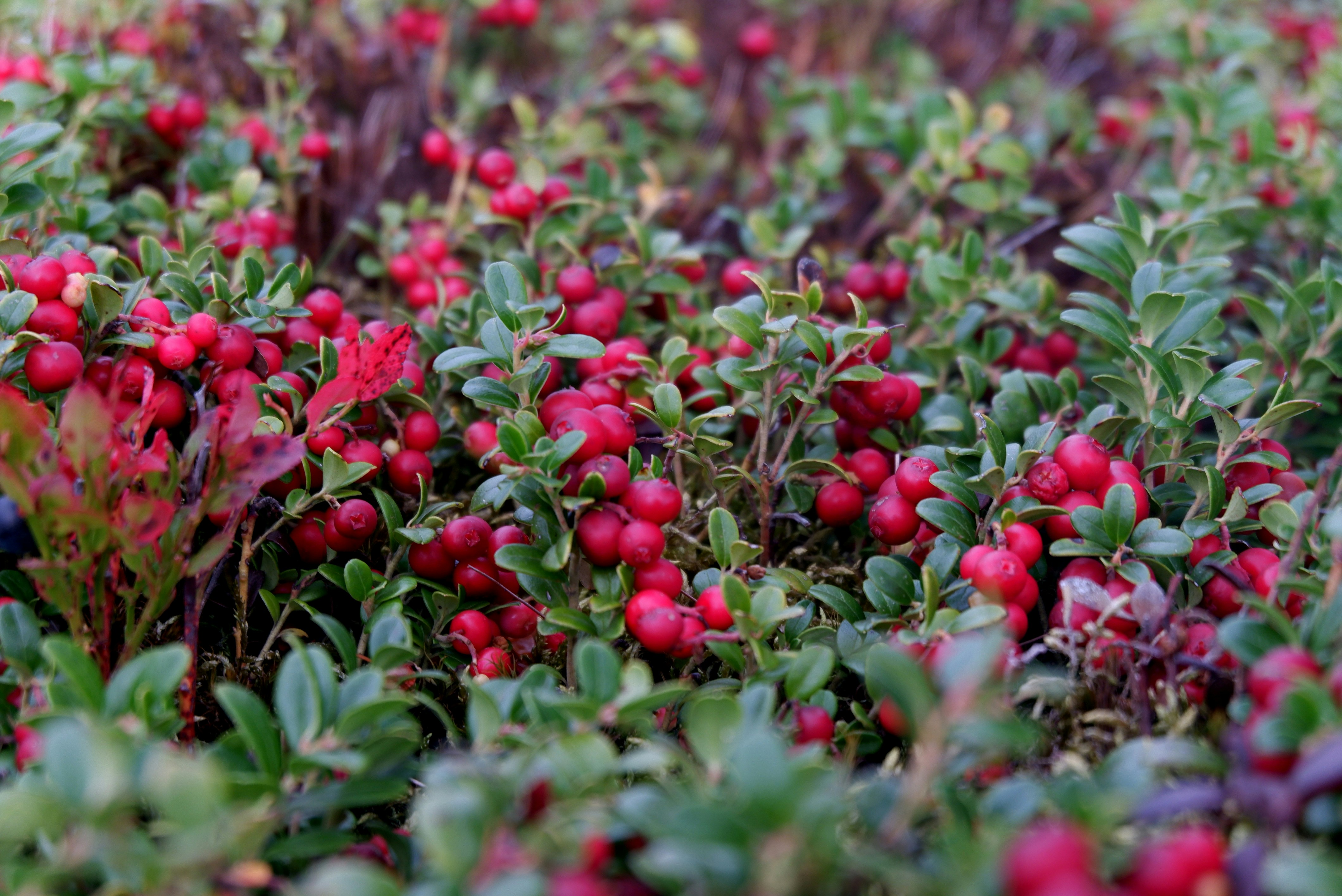 Crimson Berries Amid Quiet Greenery