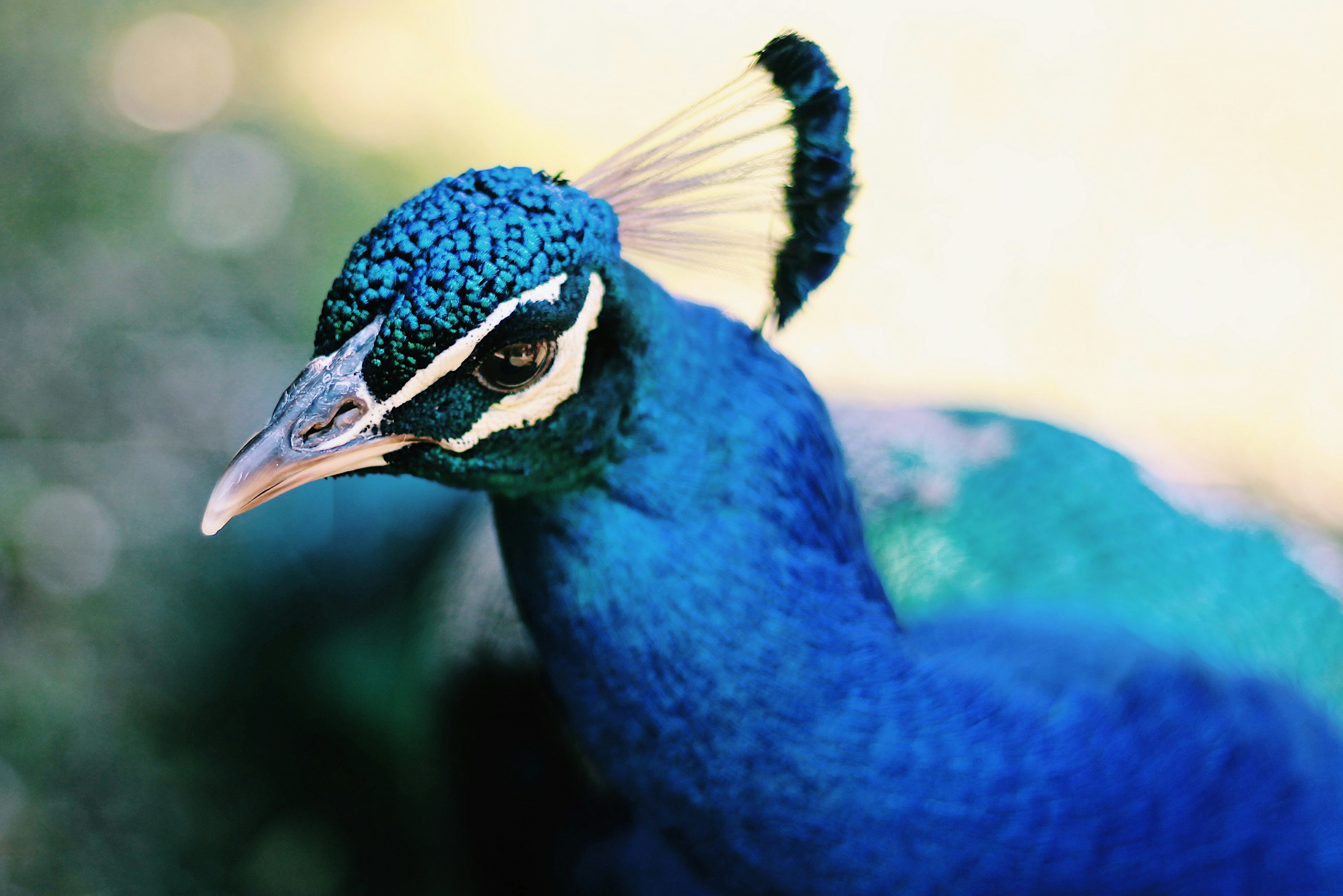 Azure Crown: Close-up of a Peacock's Regal Gaze