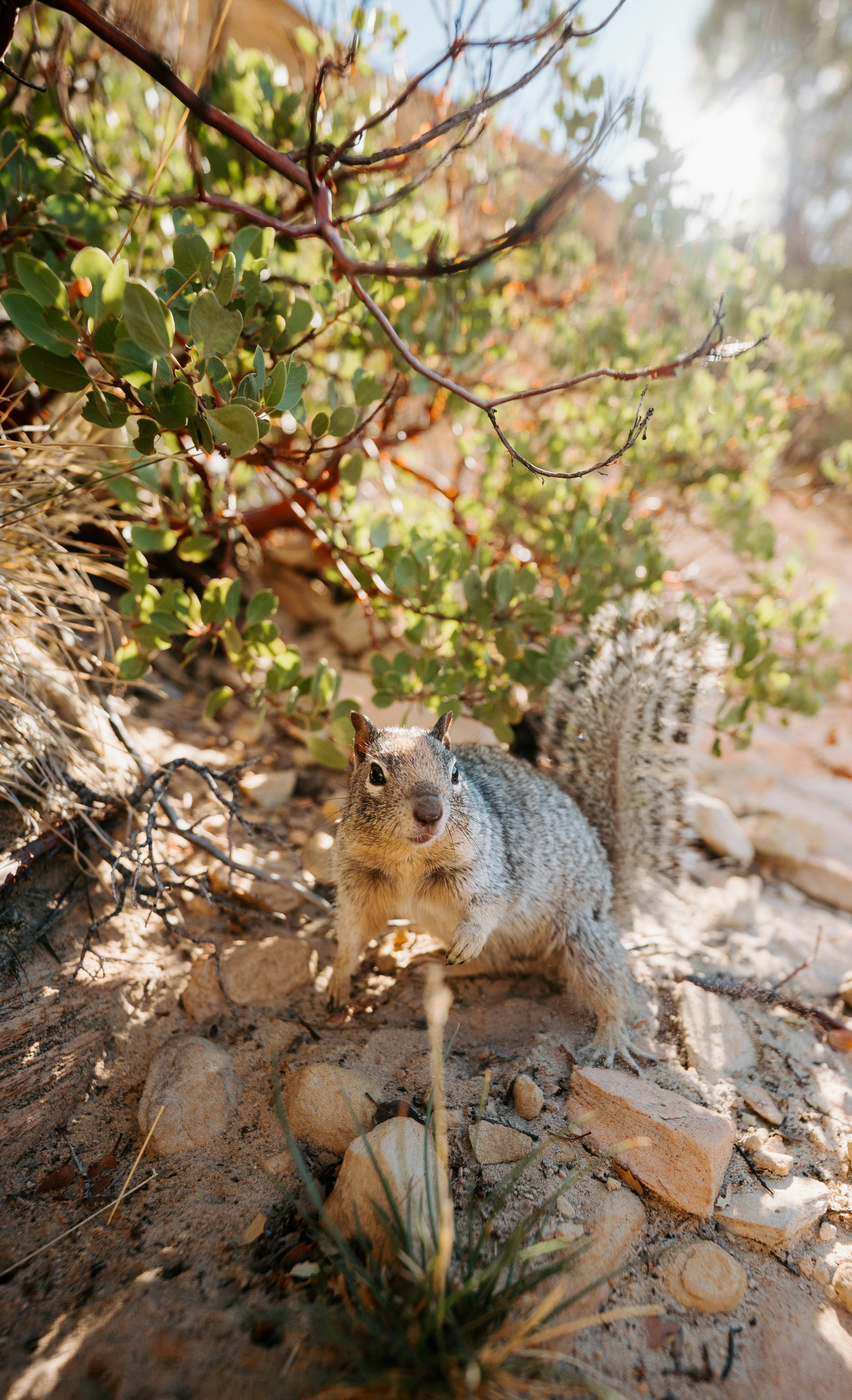 Desert Squirrel on a Sunlit Rock Path