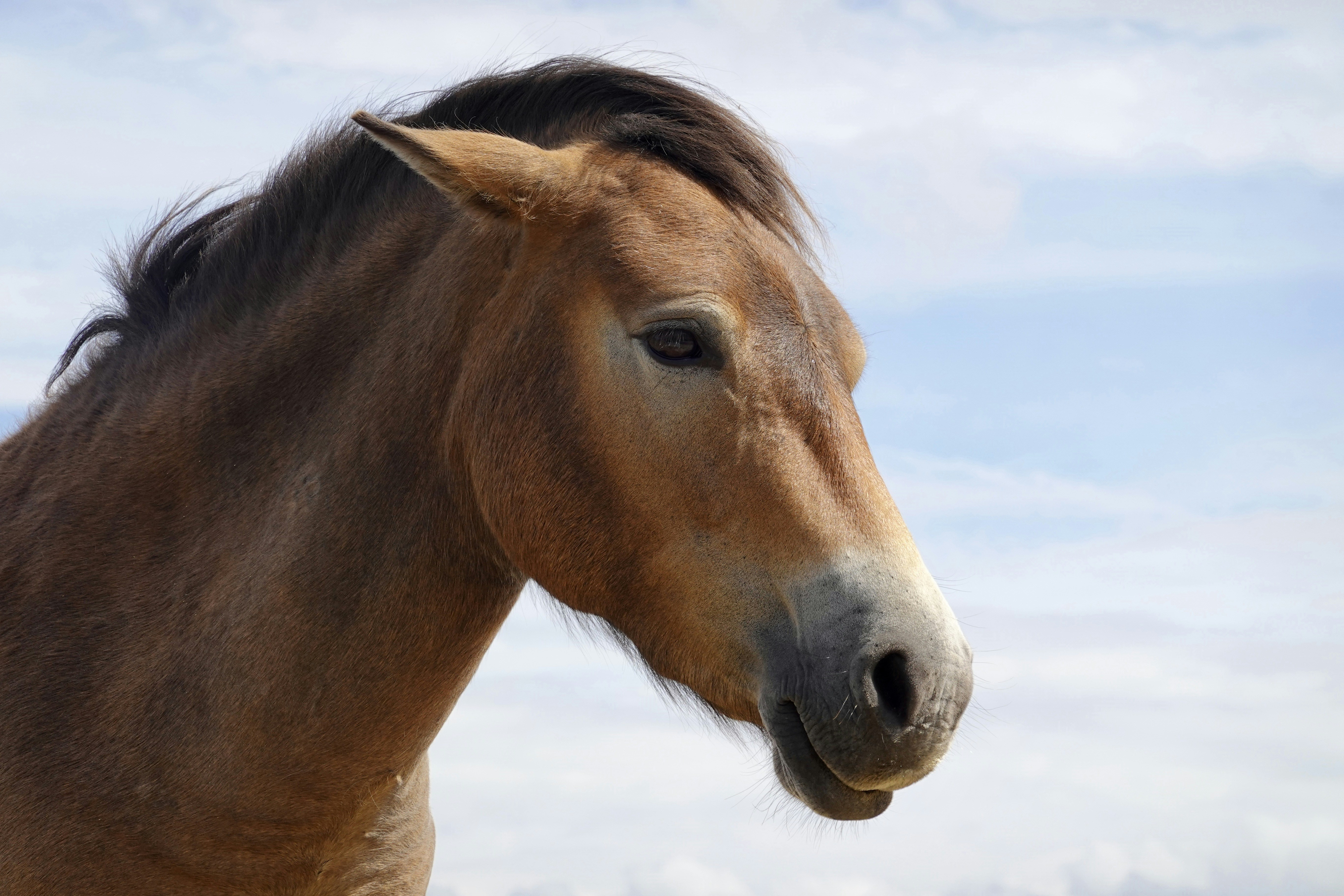 Close-Up of a Gentle Portrait: Horse Head Against Open Sky