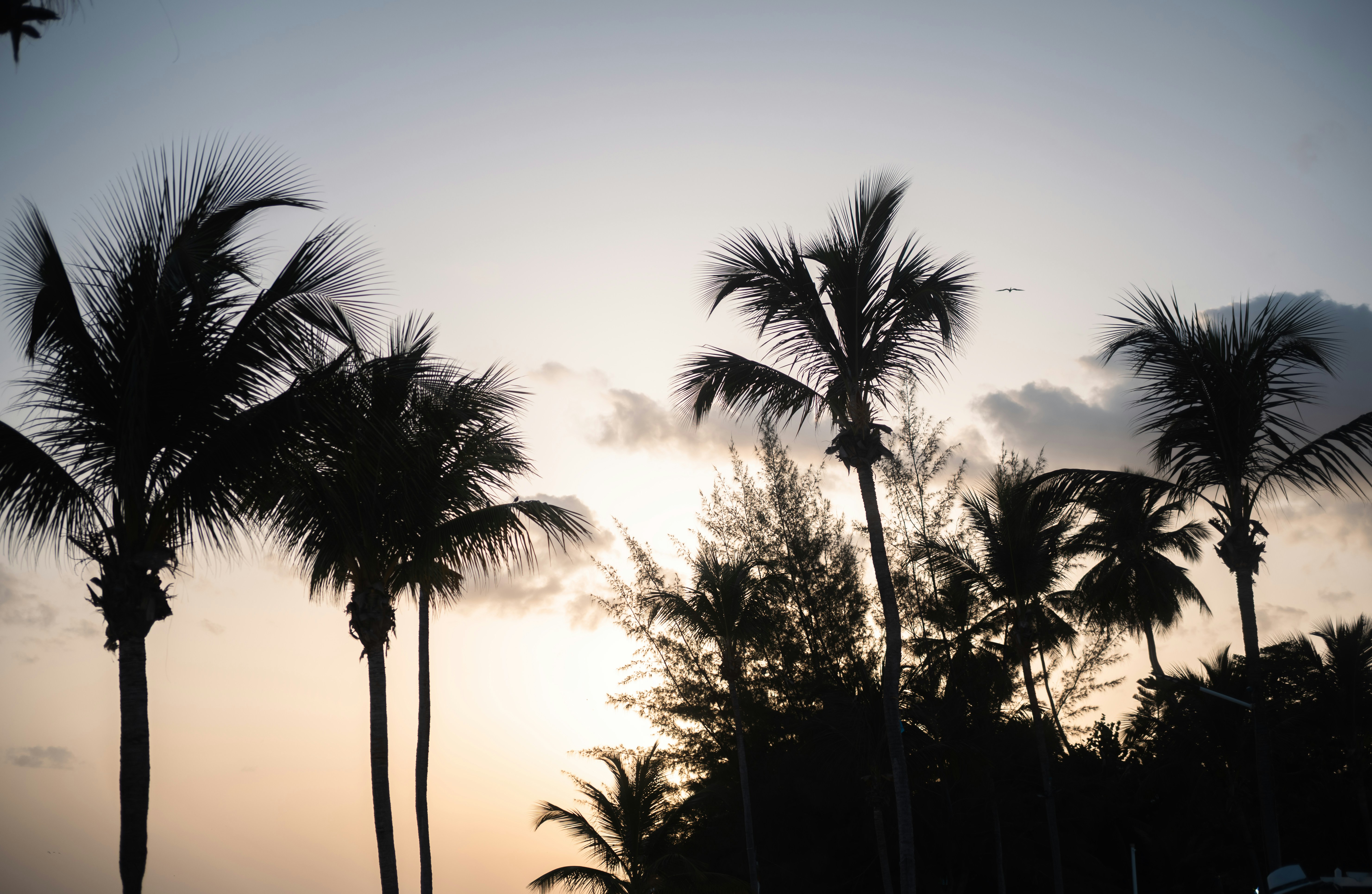 Palm silhouettes at dusk: a tropical skyline