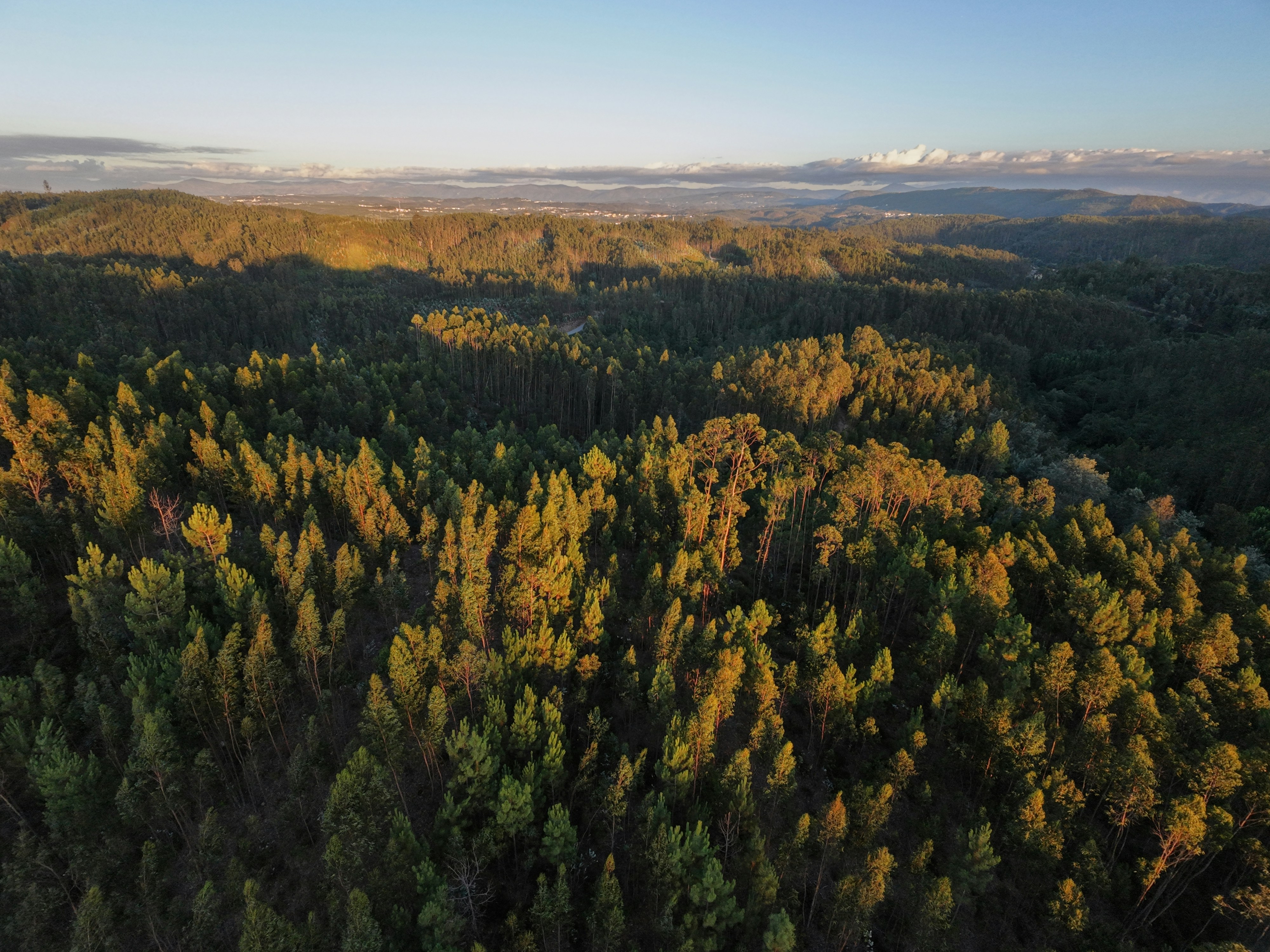 Aerial view of forested hills with sunlit treetops, distant mountains, and clouds along the horizon.