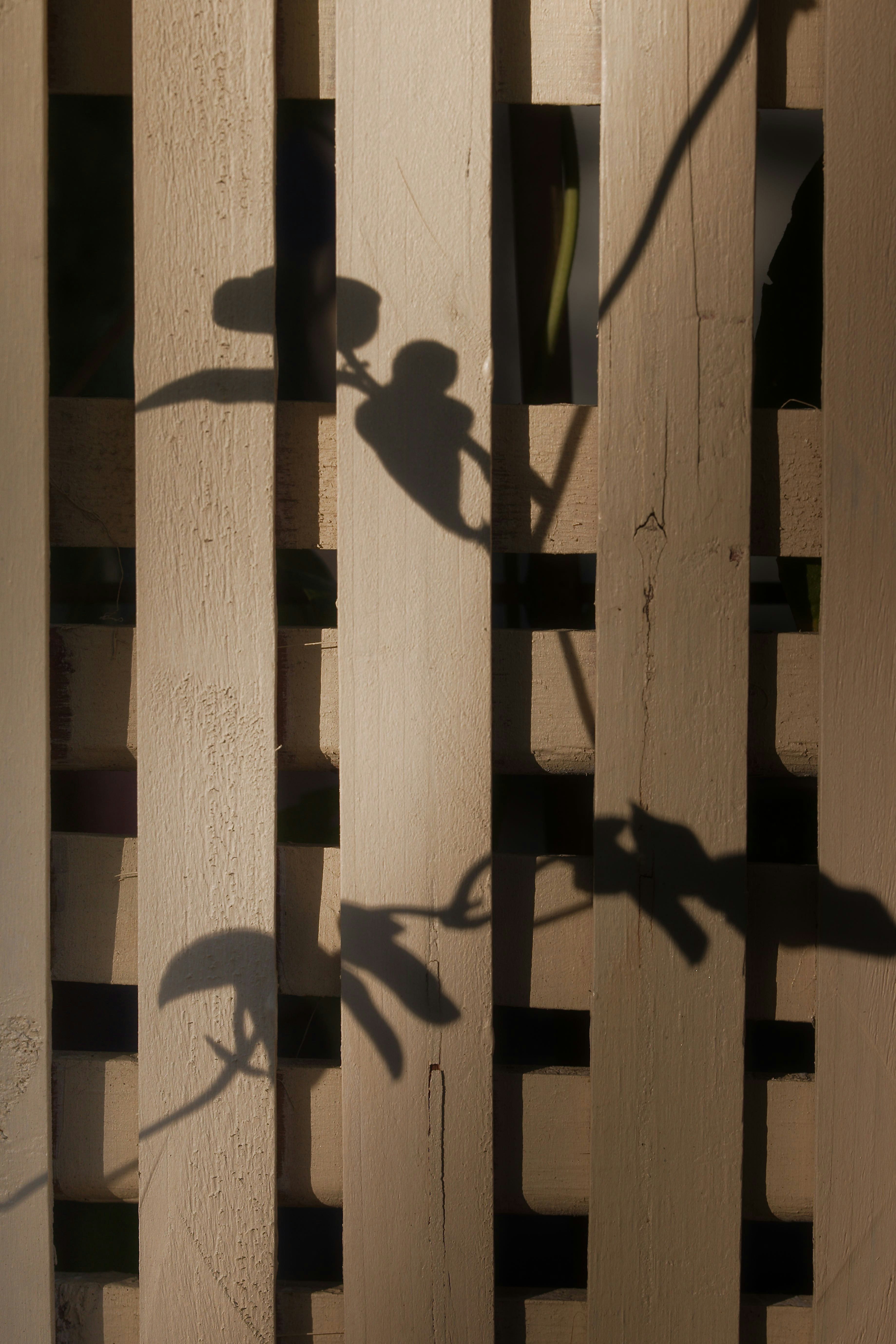 Shadowed Vine Silhouette on Timber Balcony