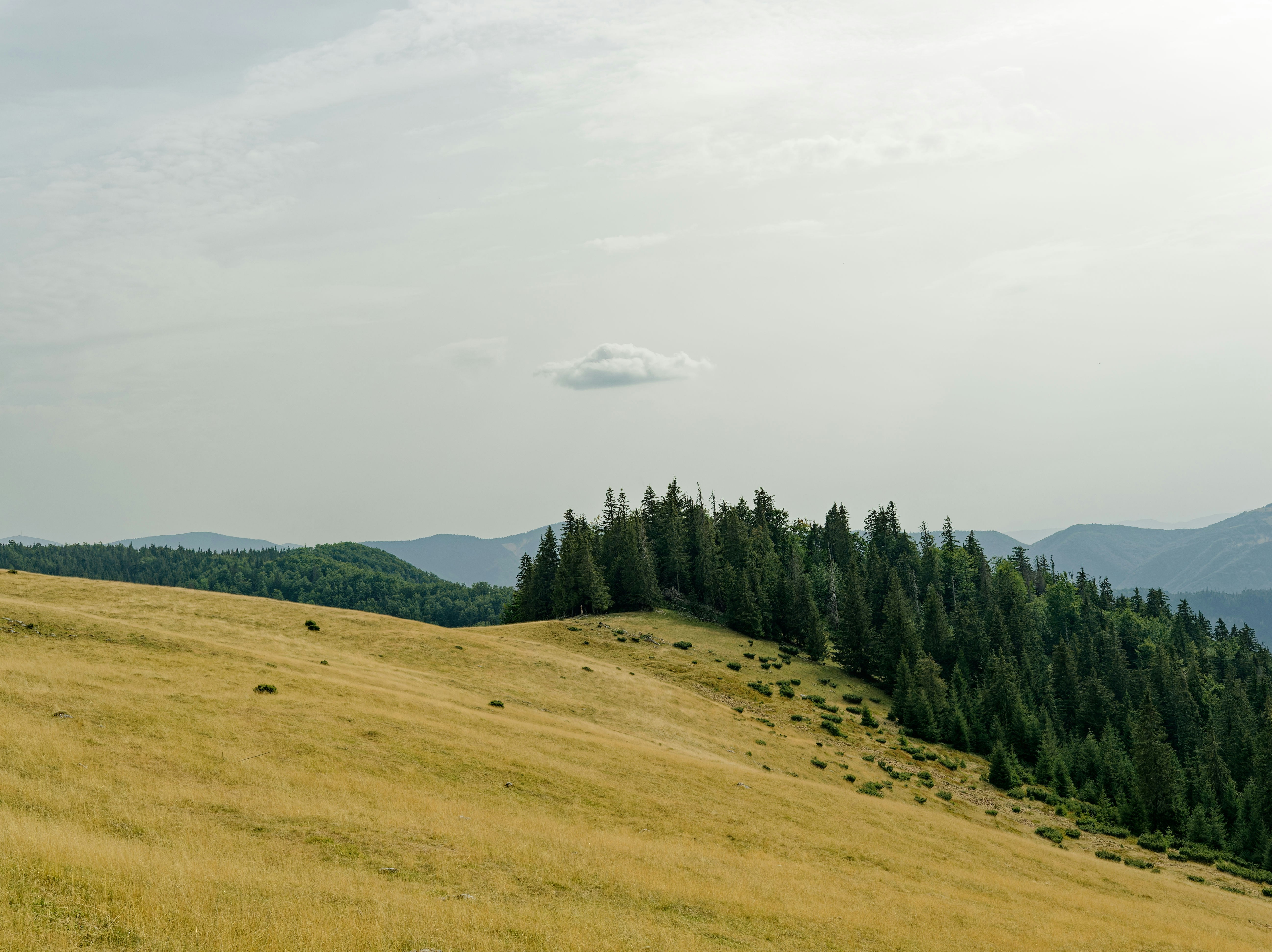 Golden Slope: Rolling Hillscape Meets Pine Crest