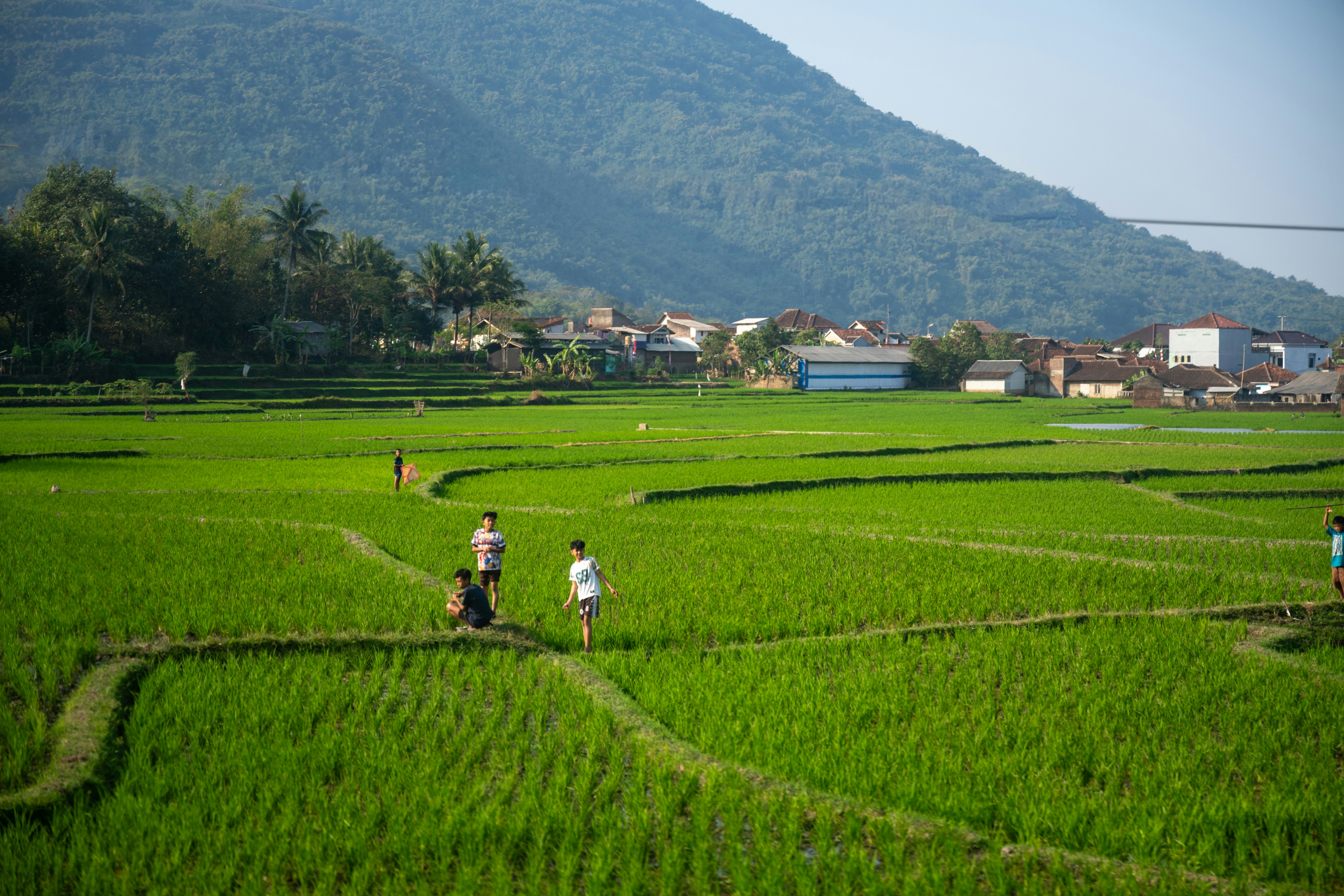 People walking through bright green rice paddies below a large mountain and village