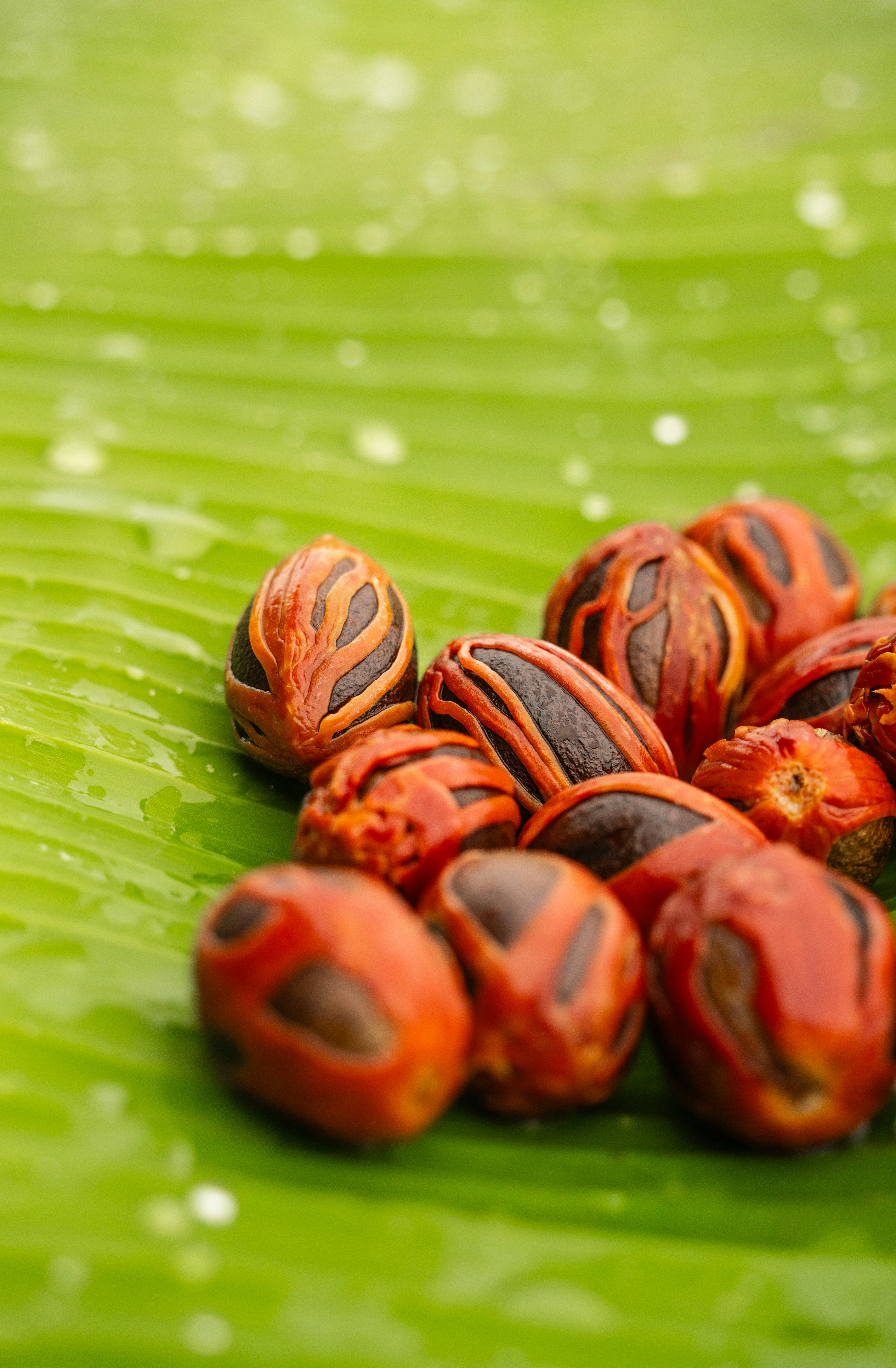 Nutmeg Mace | Grenada Spices