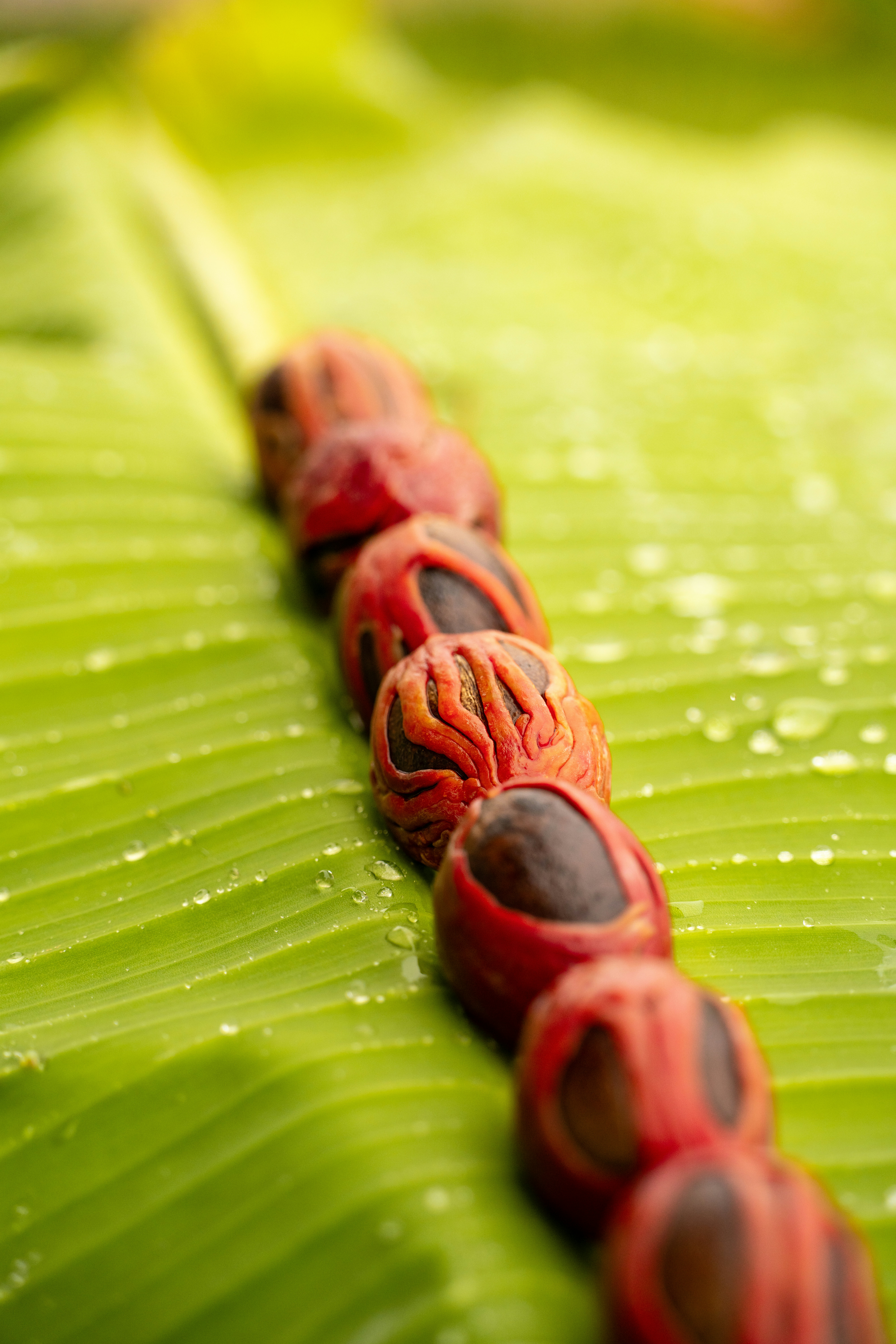 Red Seed Pods Line a Banana Leaf: A Close-Up of Nature's Texture