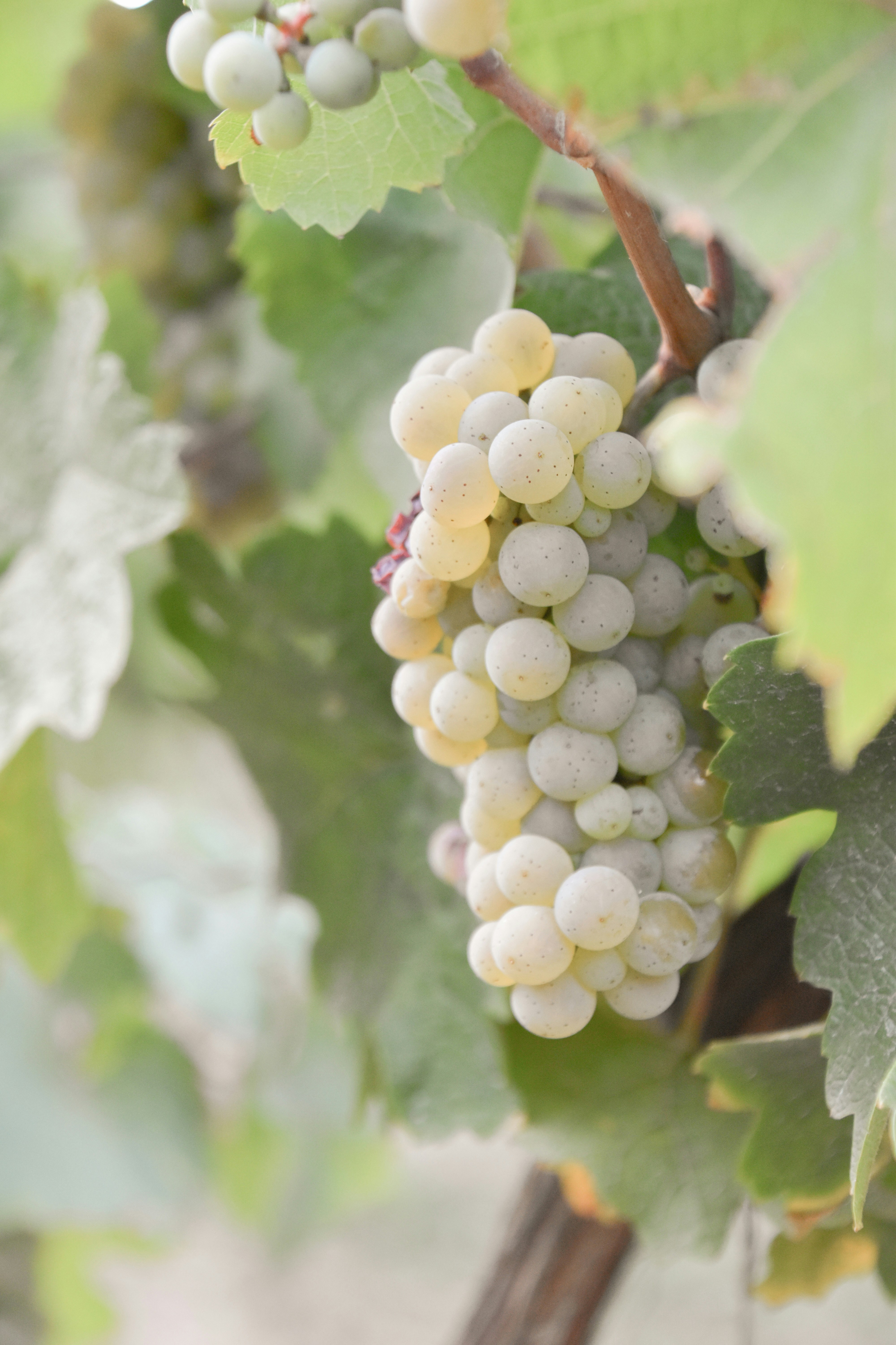 Ripe Cluster of Chardonnay Grapes Waiting in Morning Light