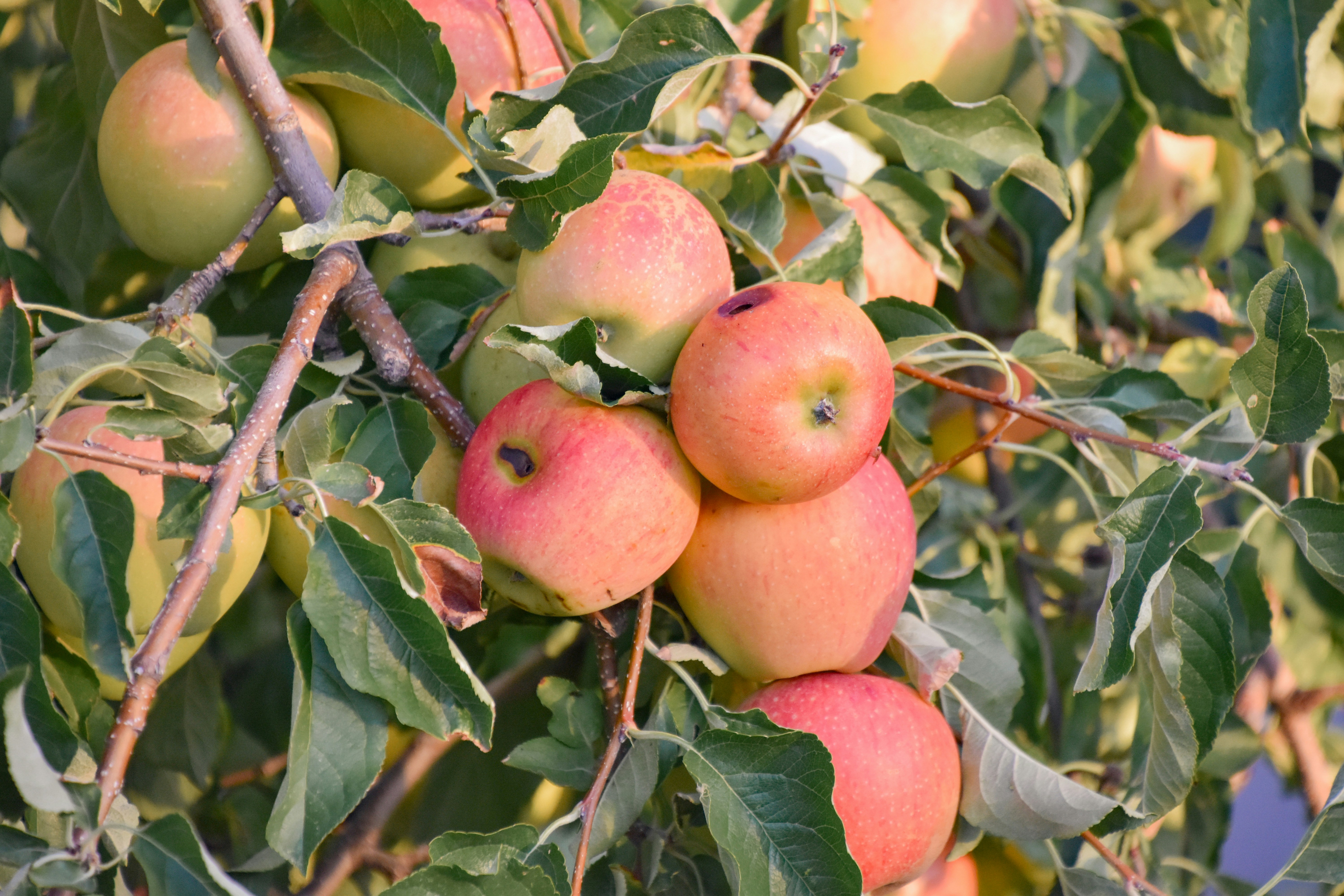 Cluster of red-yellow apples on a branch with green leaves and sunlight filtering through. A close view emphasizing natural fruit texture and tree foliage.