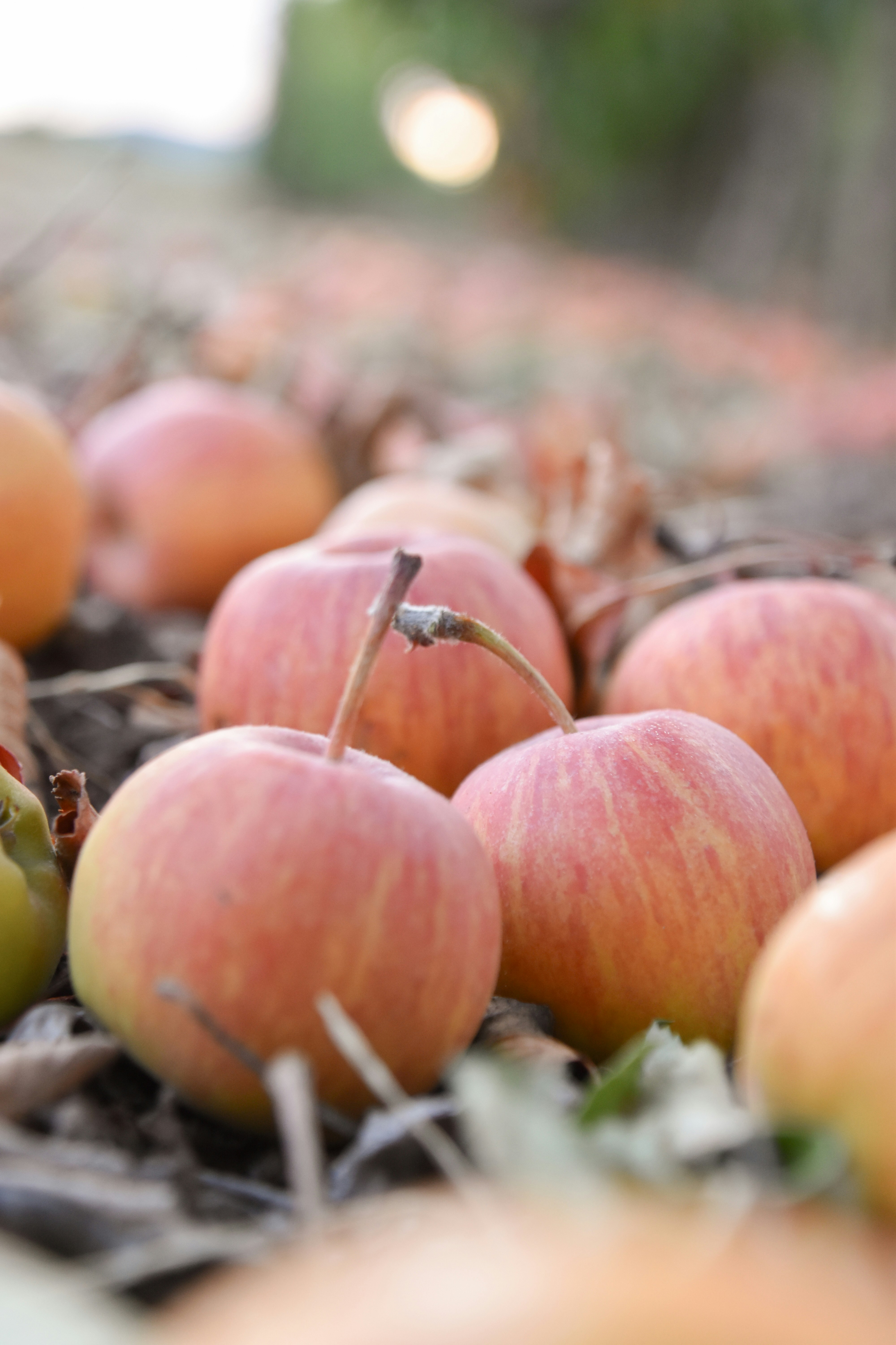 Crimson Orchard Bounty in Soft Focus