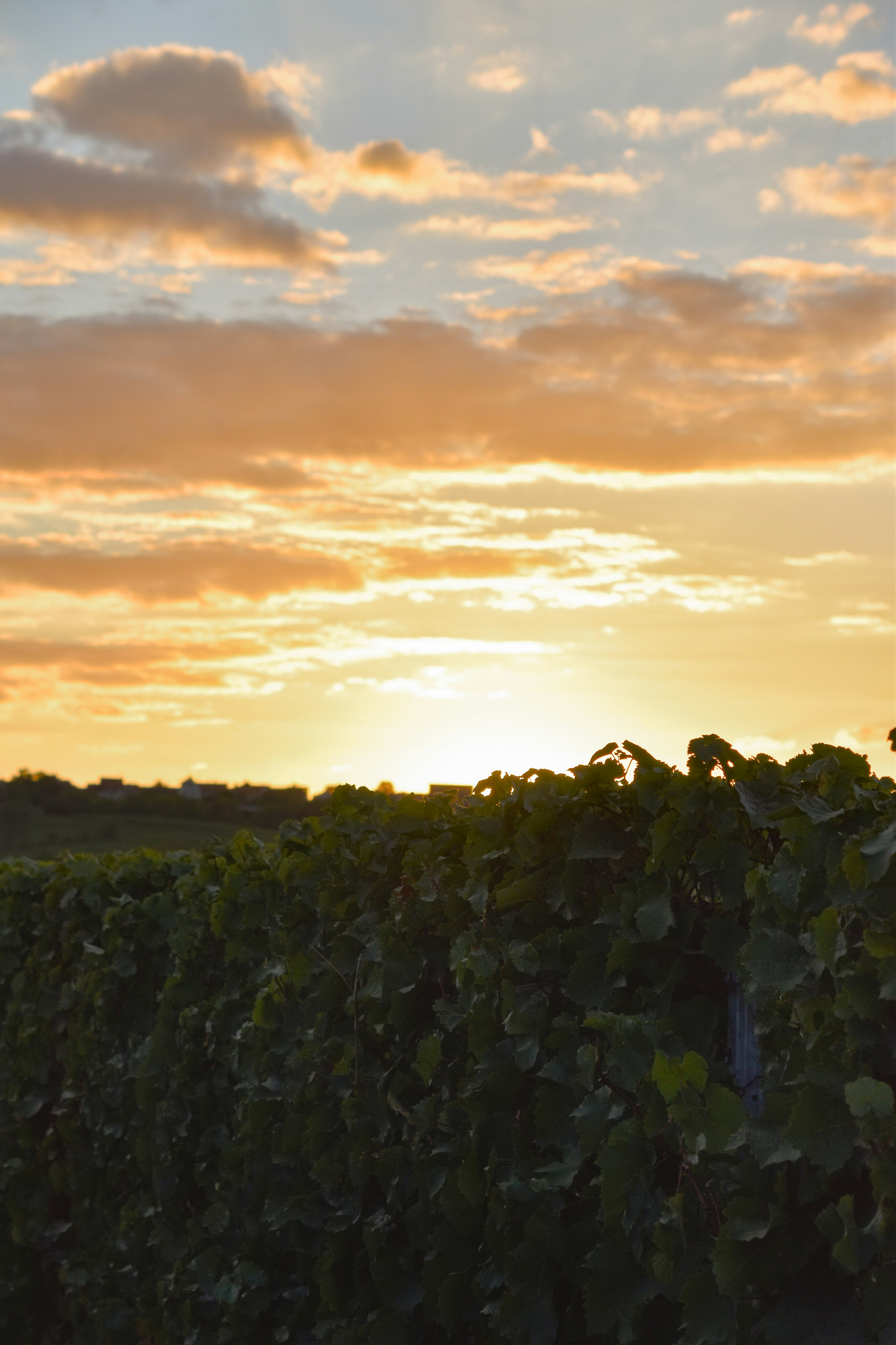 Golden Horizon Over Silent Vines