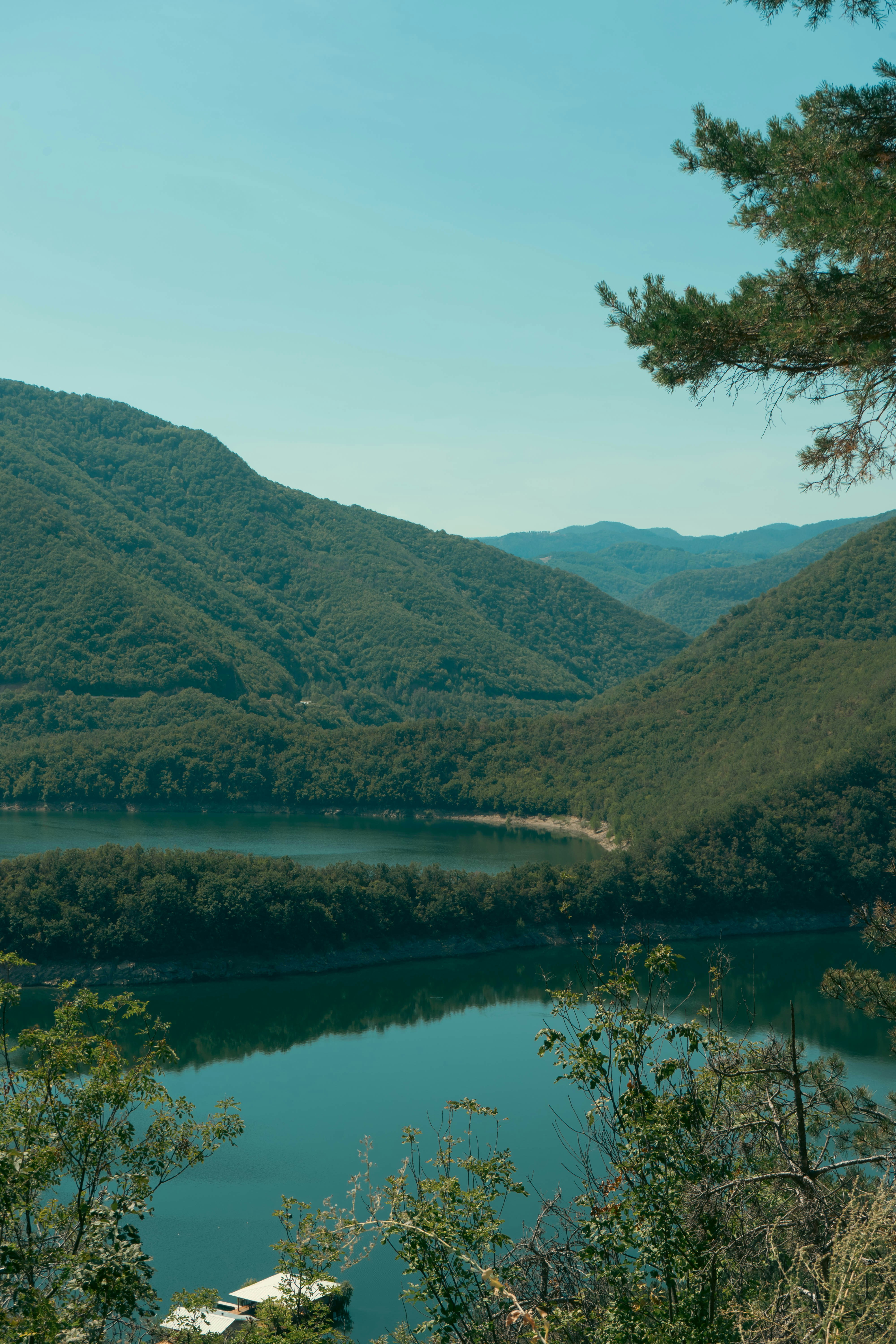 Valley Mirror: A Quiet Blue Embrace of Water and Pines