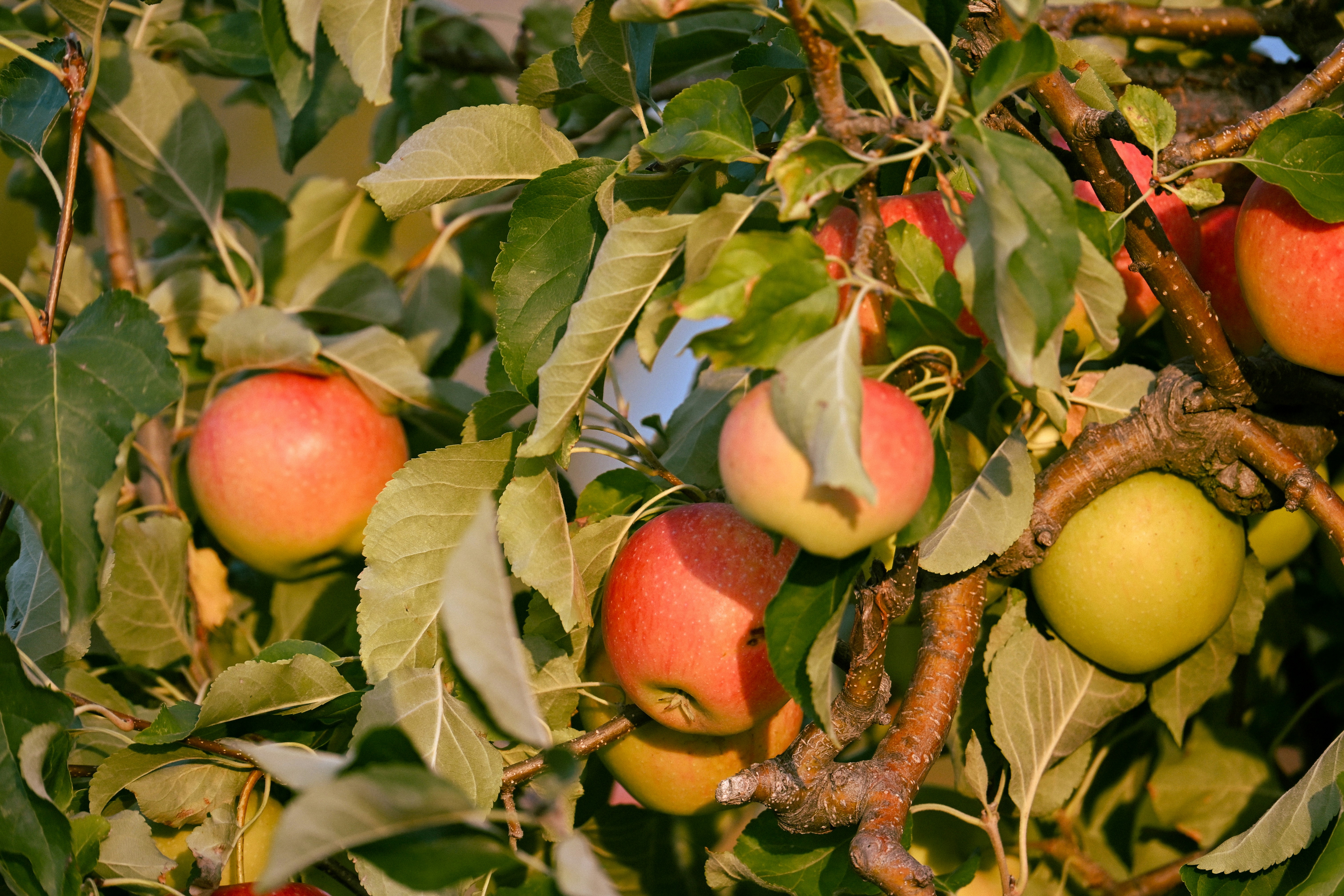Fruitful Canopy: Apples Nestled in Sunlit Foliage