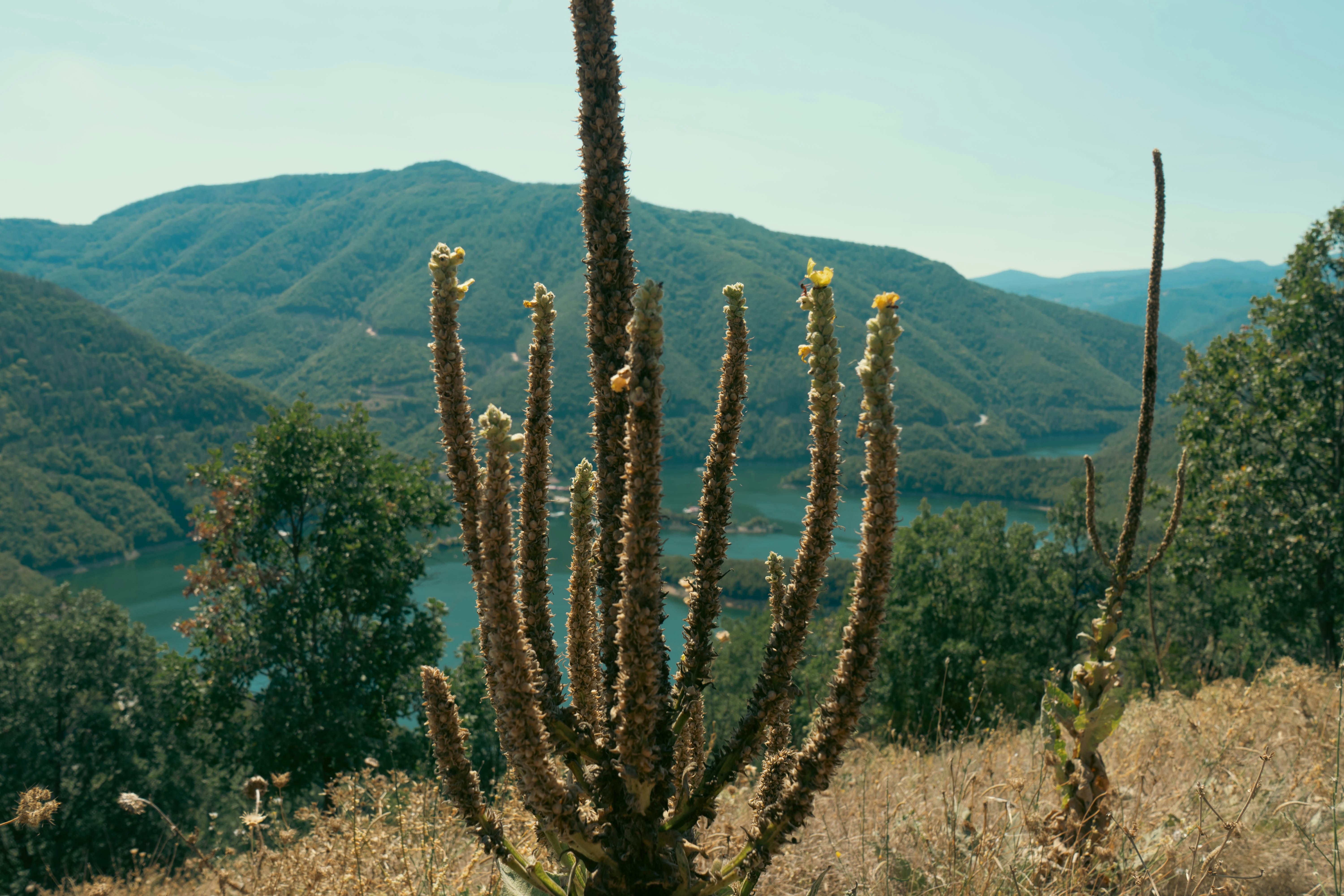 Cactus Sentinels Overlooking a Valley of Hills