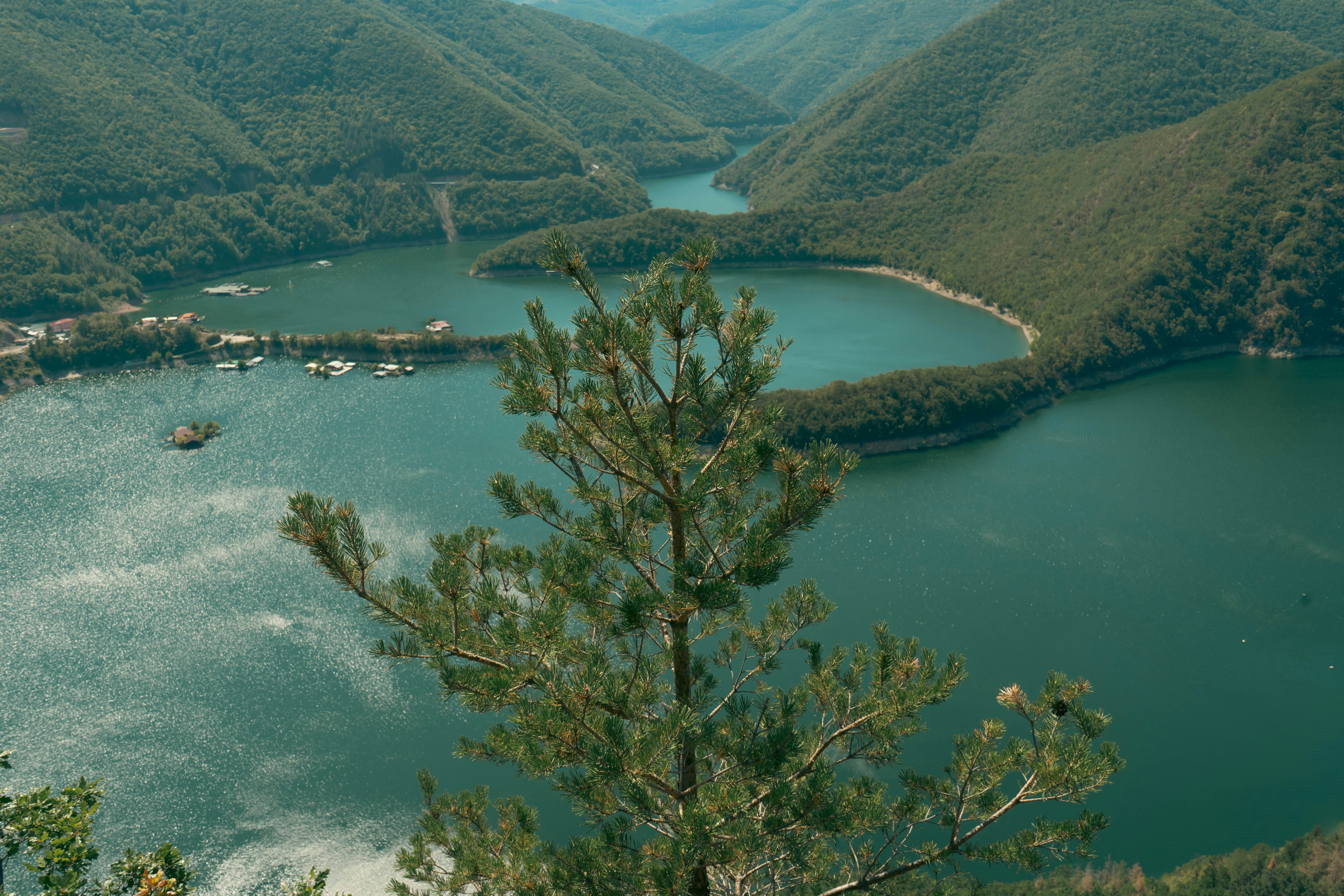 Emerald Reservoir Fold: A Pine Framing a Verdant Canyon Over tranquil Waters