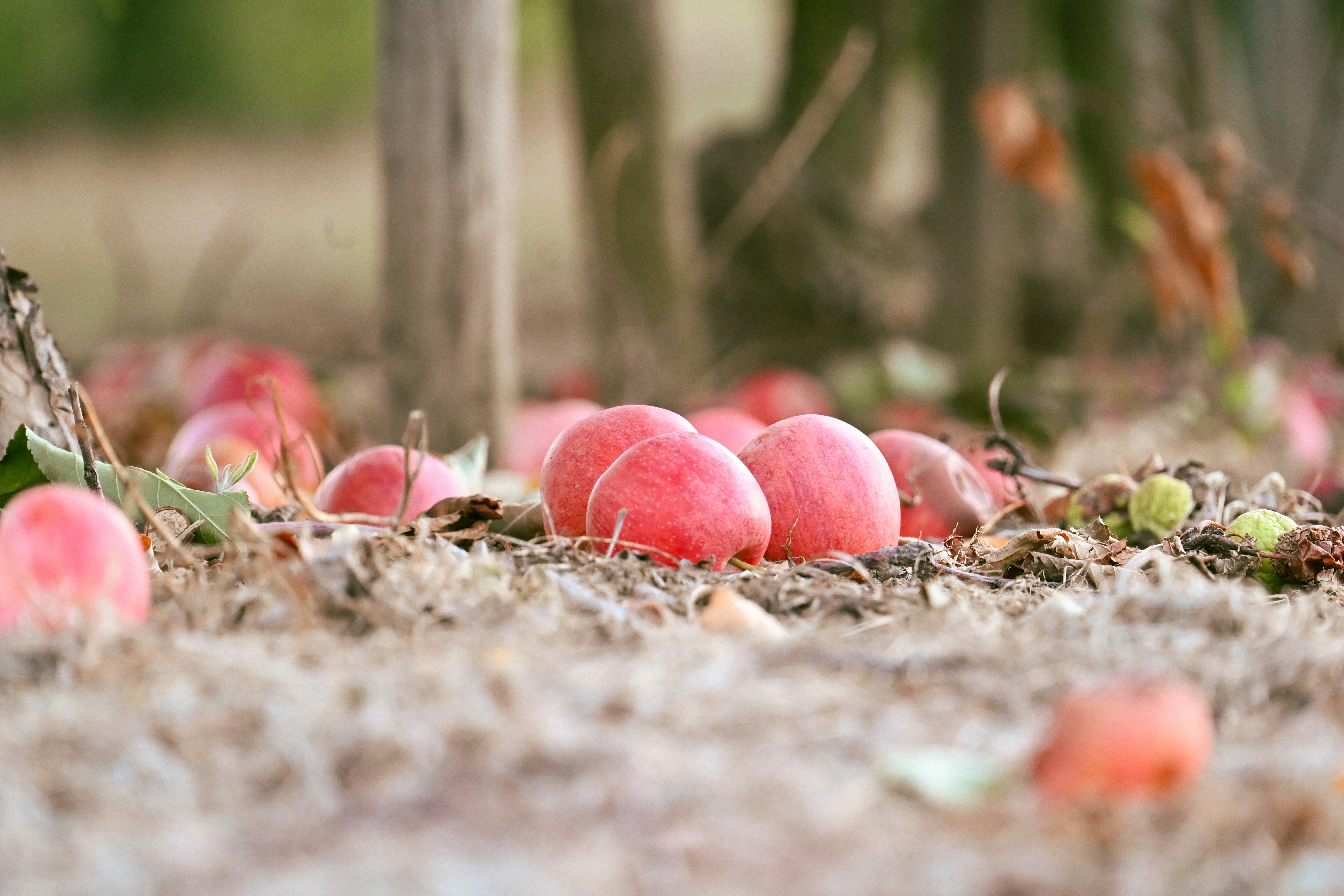 Apple Orchard on the Ground: A Low-Angle Harvest Scene
