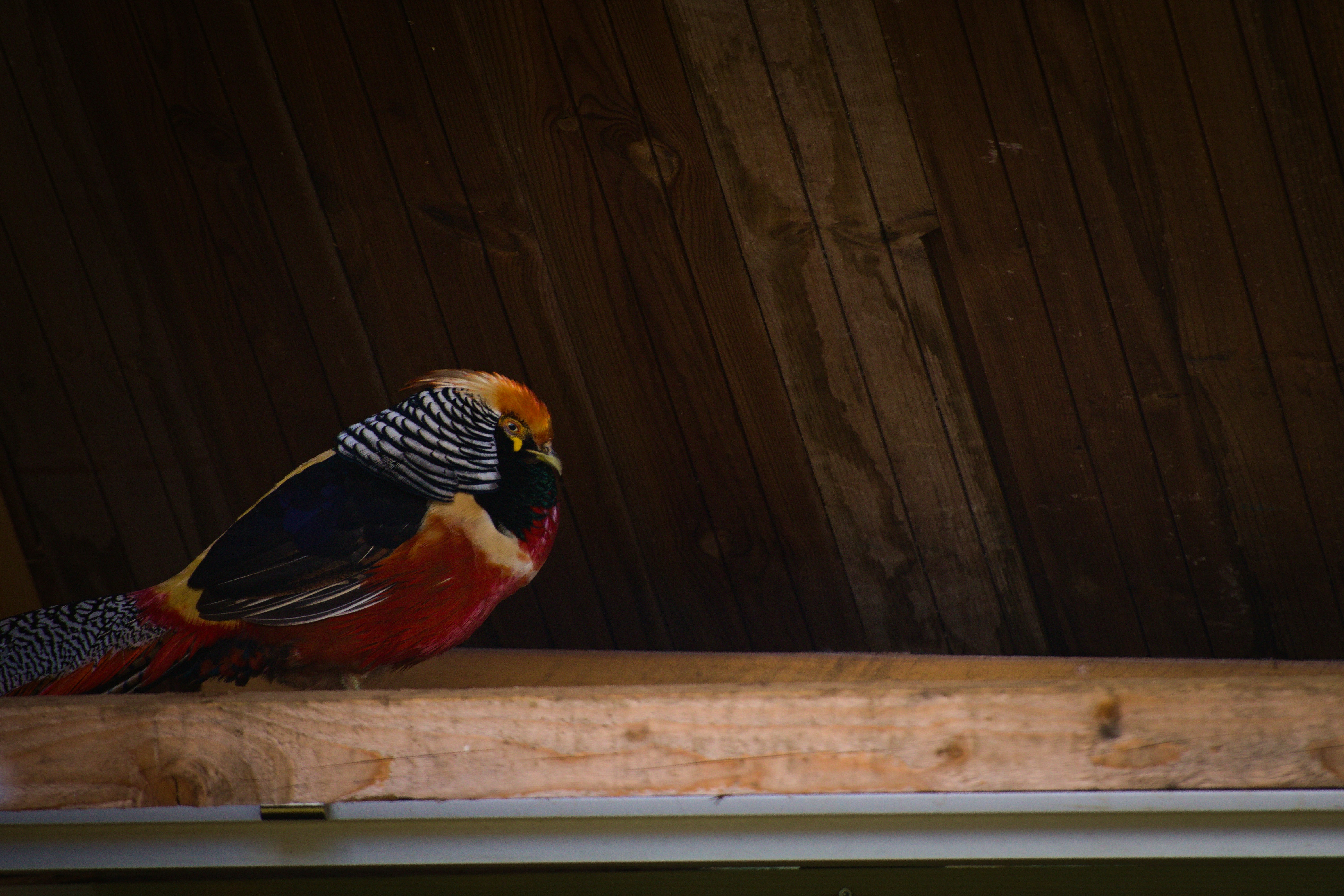 Sunlit Lorikeet Perched Under a Wooden Roof