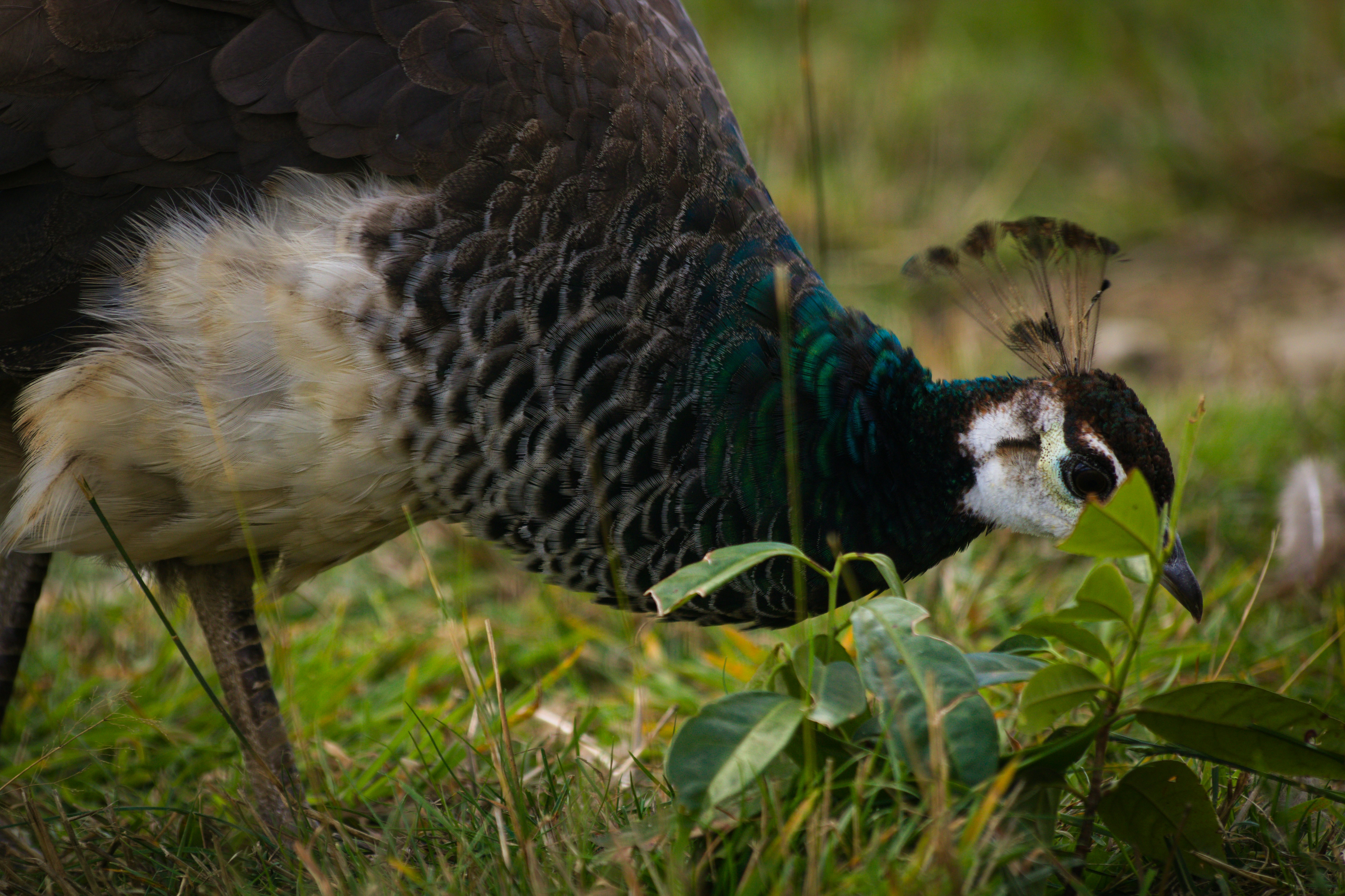Peacock in Grass: Focused Glance Beneath a Quiet Crest