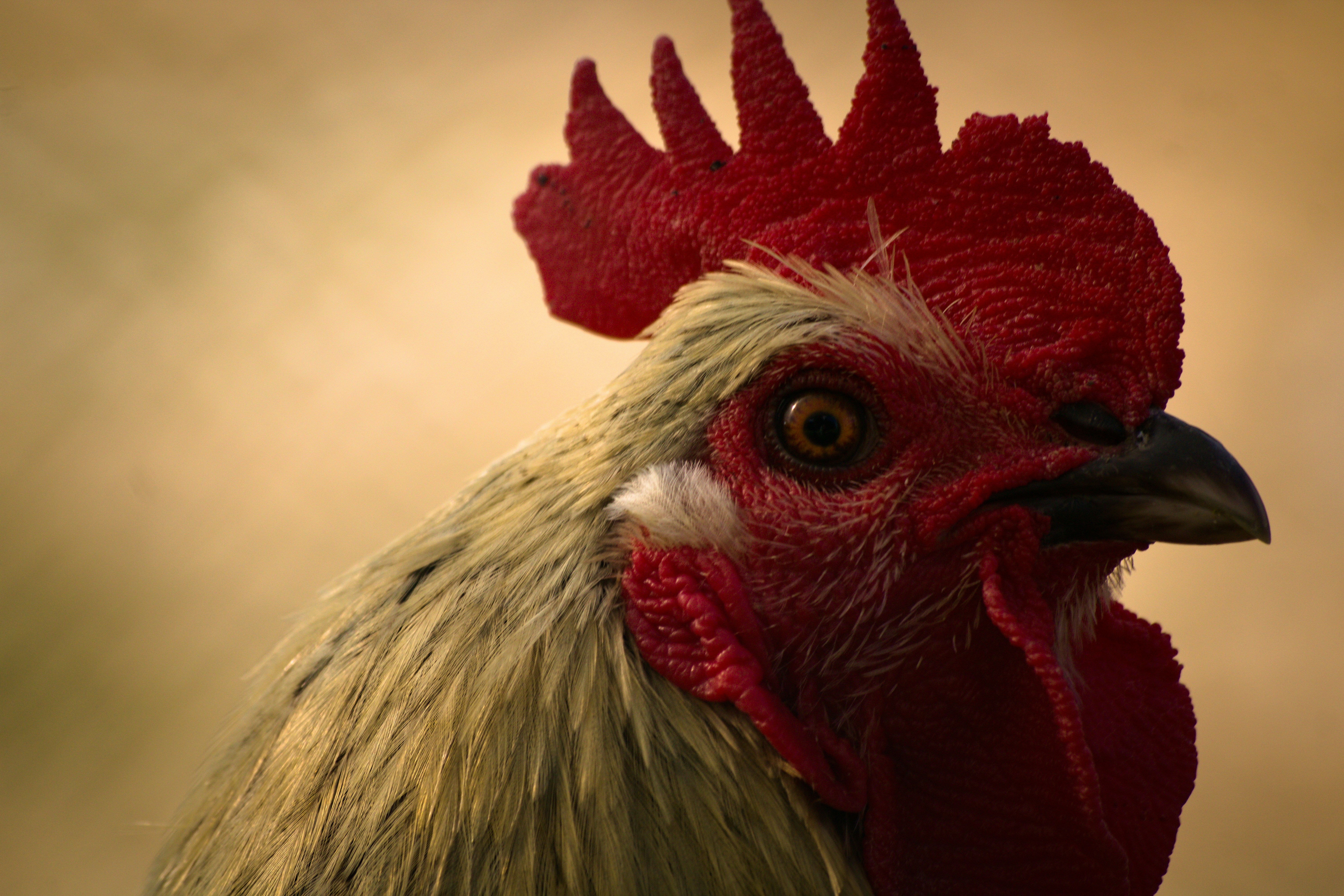 Crowned in Coarse Light: A Hen’s Gaze Under Warm Dusk