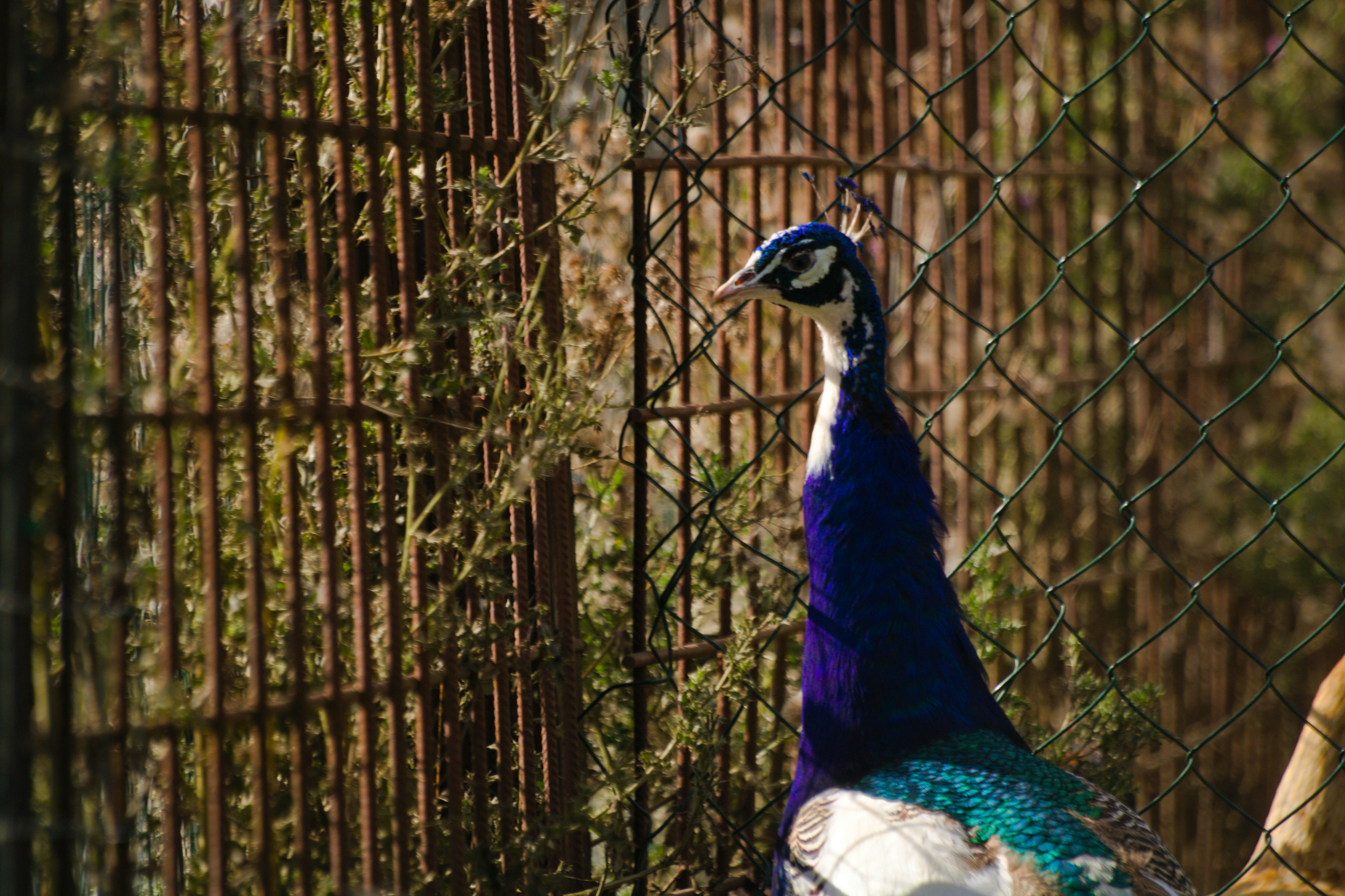 Vibrant peacock stands near a rusted cage gate, its iridescent blue and green plumage catching the light amid a textured, grassy backdrop. A close-up focus highlights the bird’s head and neck against the wire mesh.