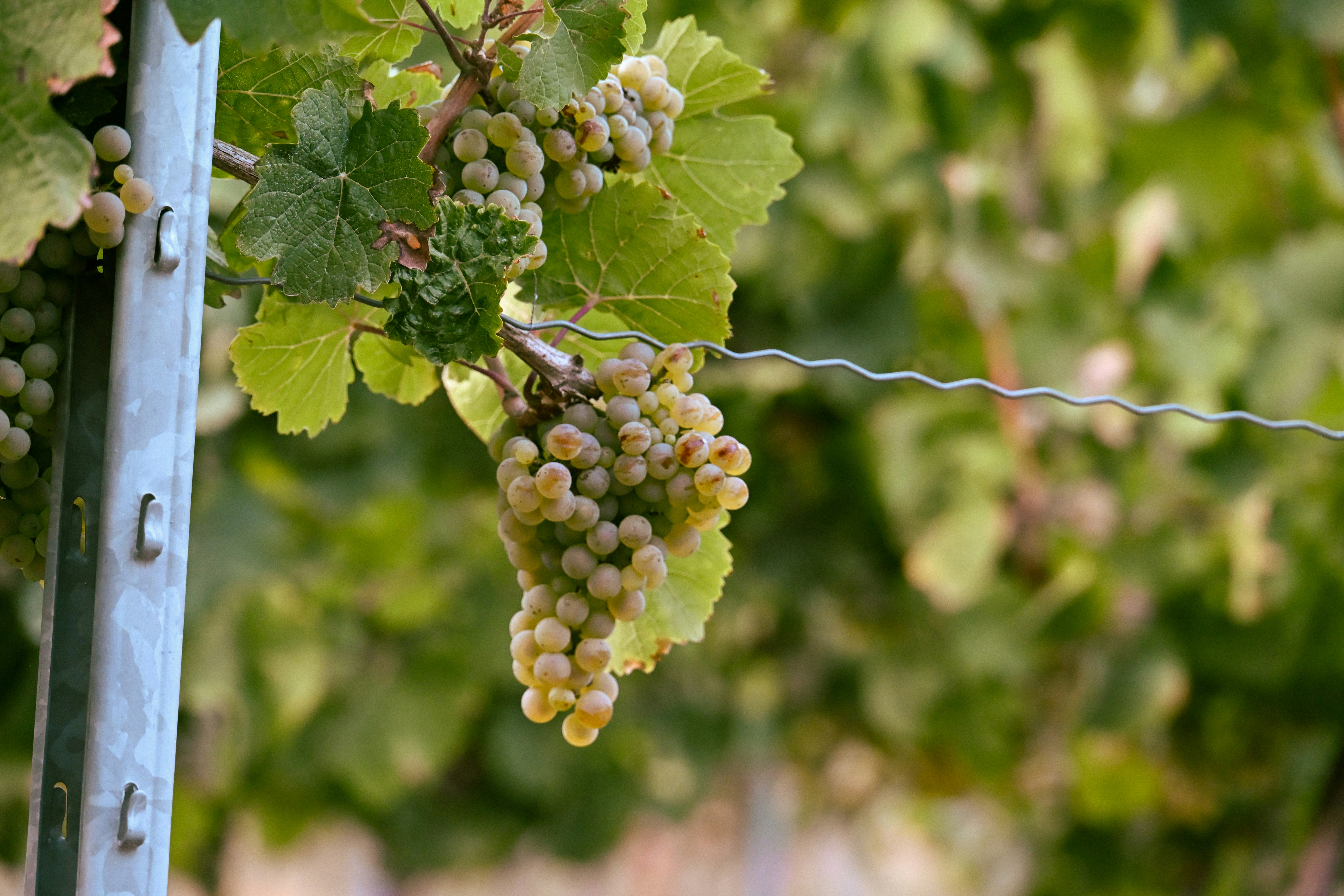 Cluster of Bottled Light: Grapevine in a Sunlit Vineyard