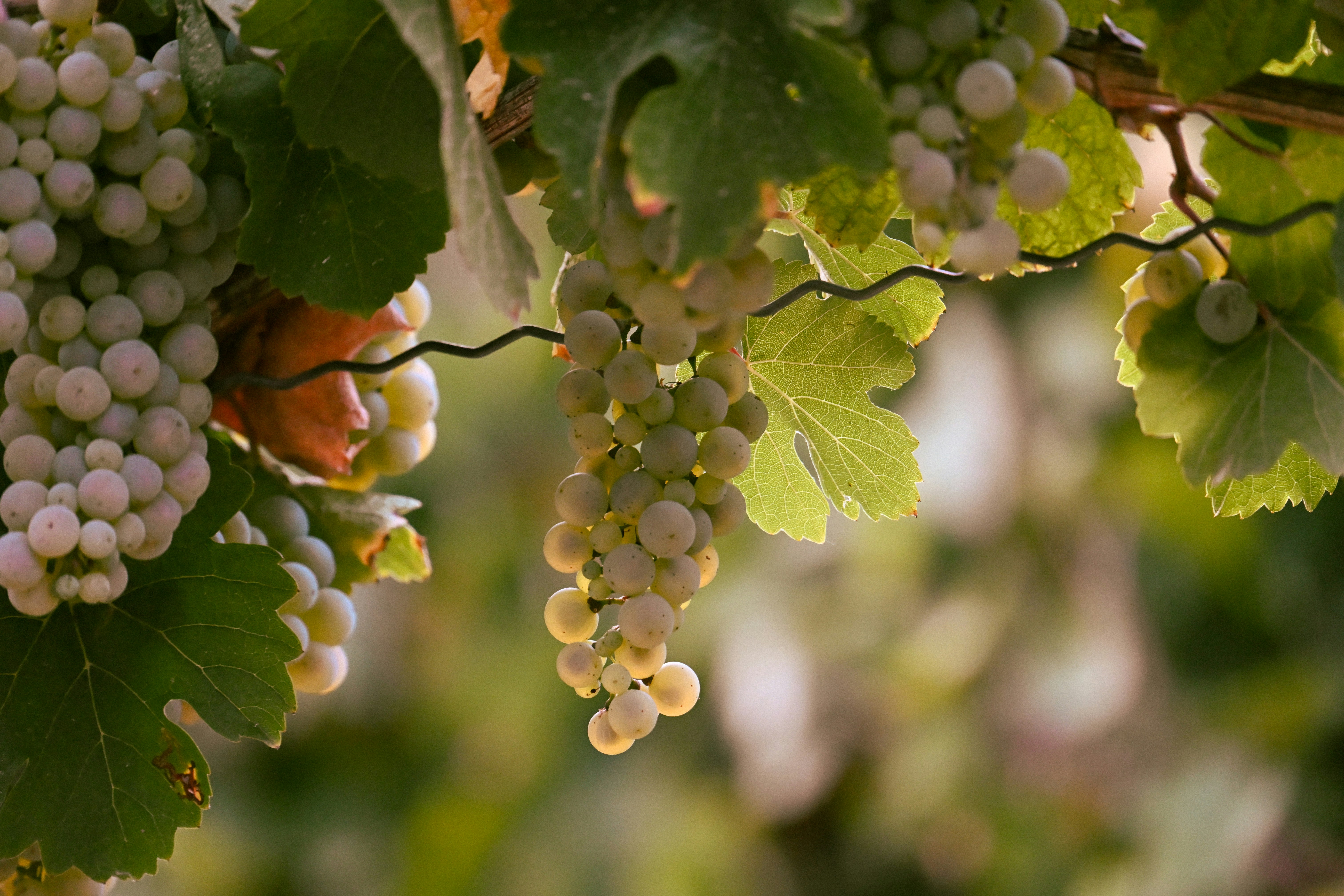 Bunches of ripe grapes in sunlit vineyard leaves