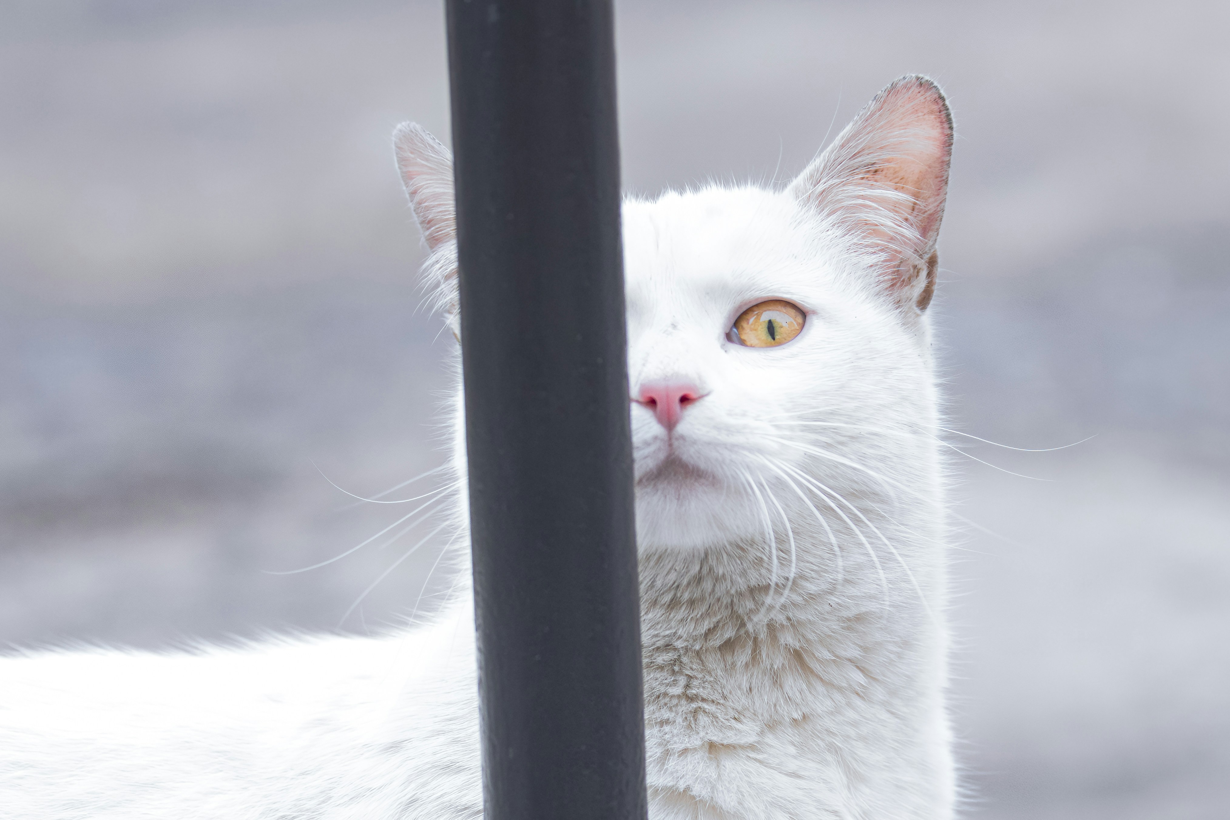 White Guardian Behind the Pole: An Ambitious Gaze