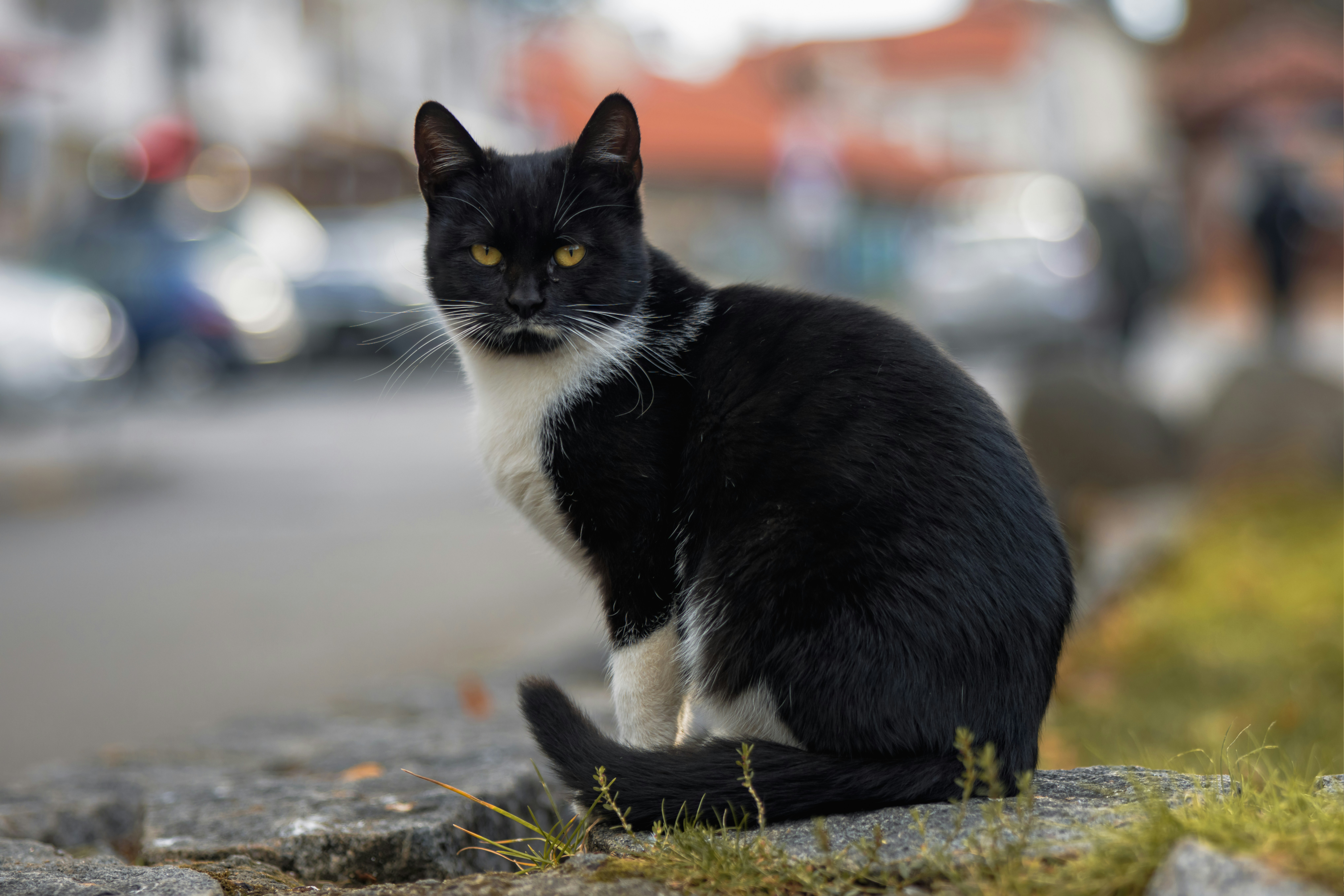 Black-and-White Cat on a City Pier