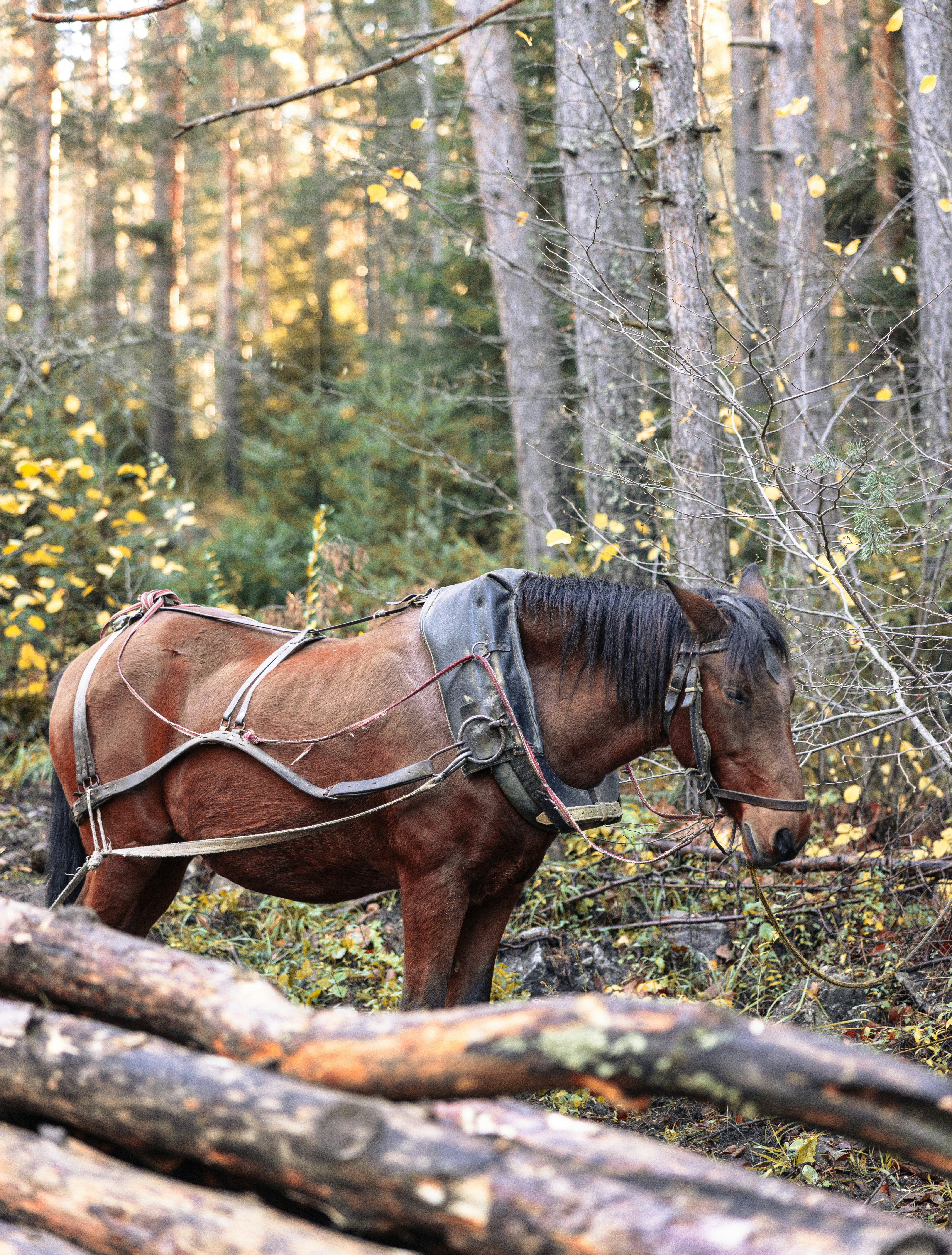 Brown horse in harness lingering by fallen logs in sunlit autumn forest