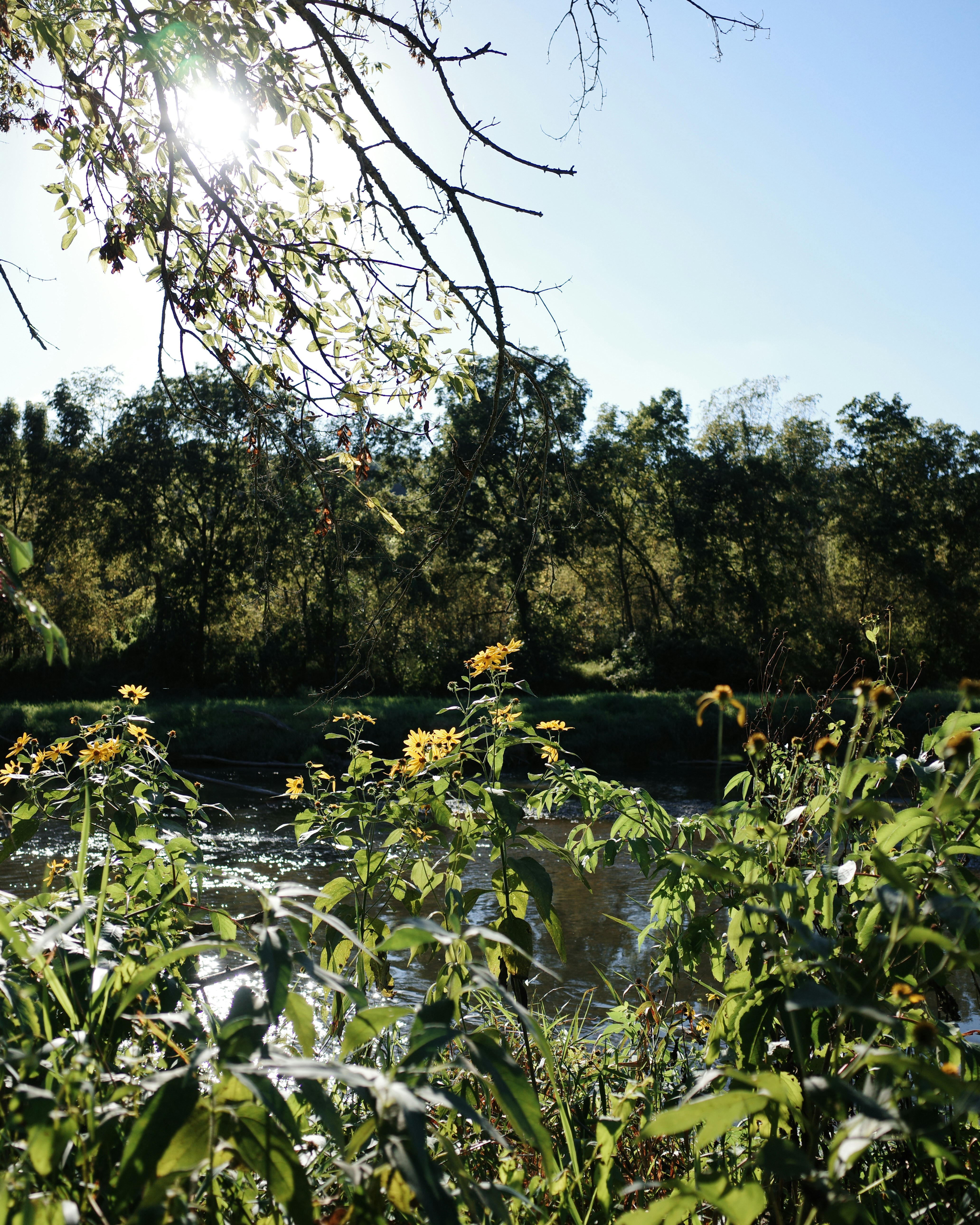 Sunlit Wildflowers by the River