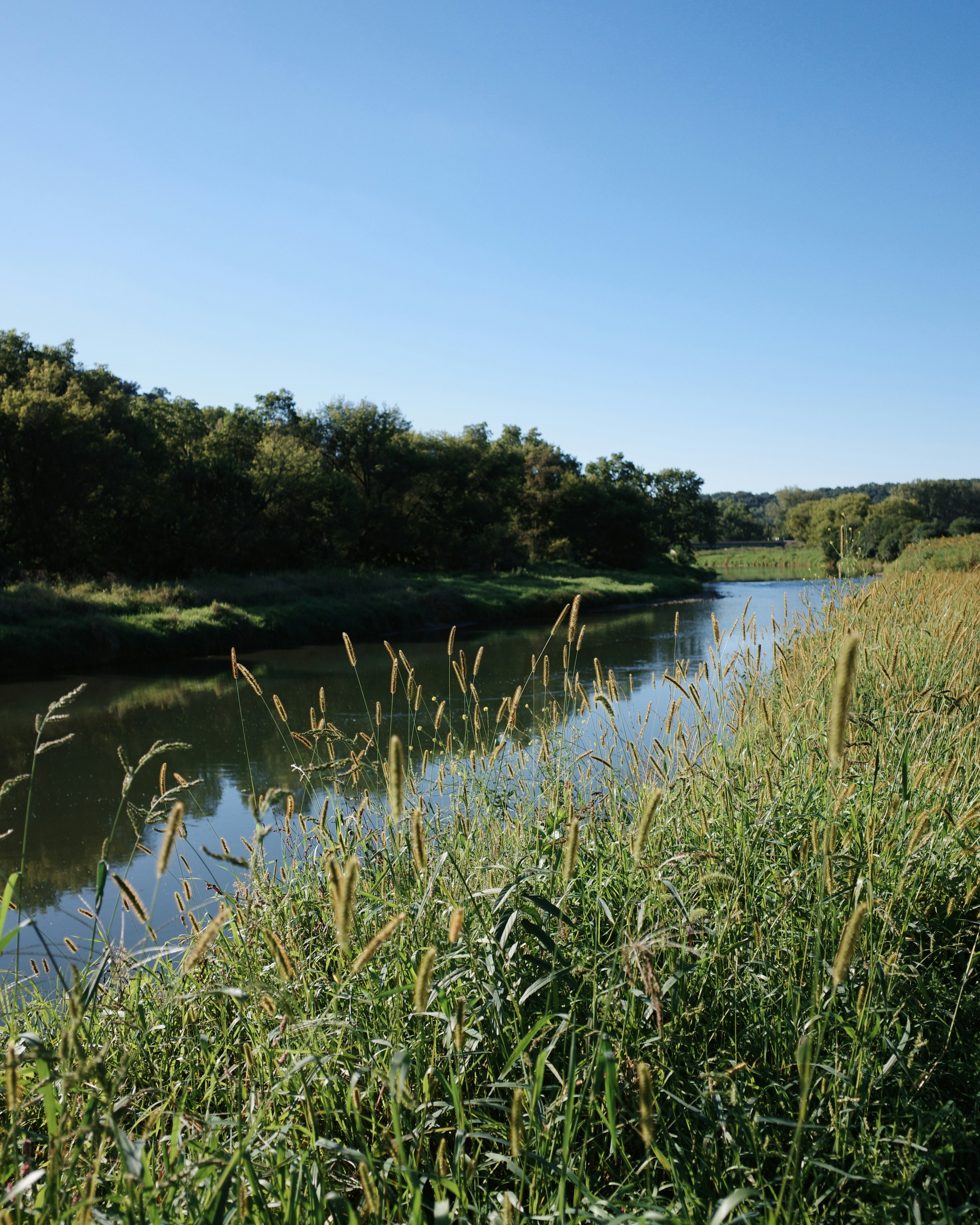 Quiet Riverbank under a Clear Sky