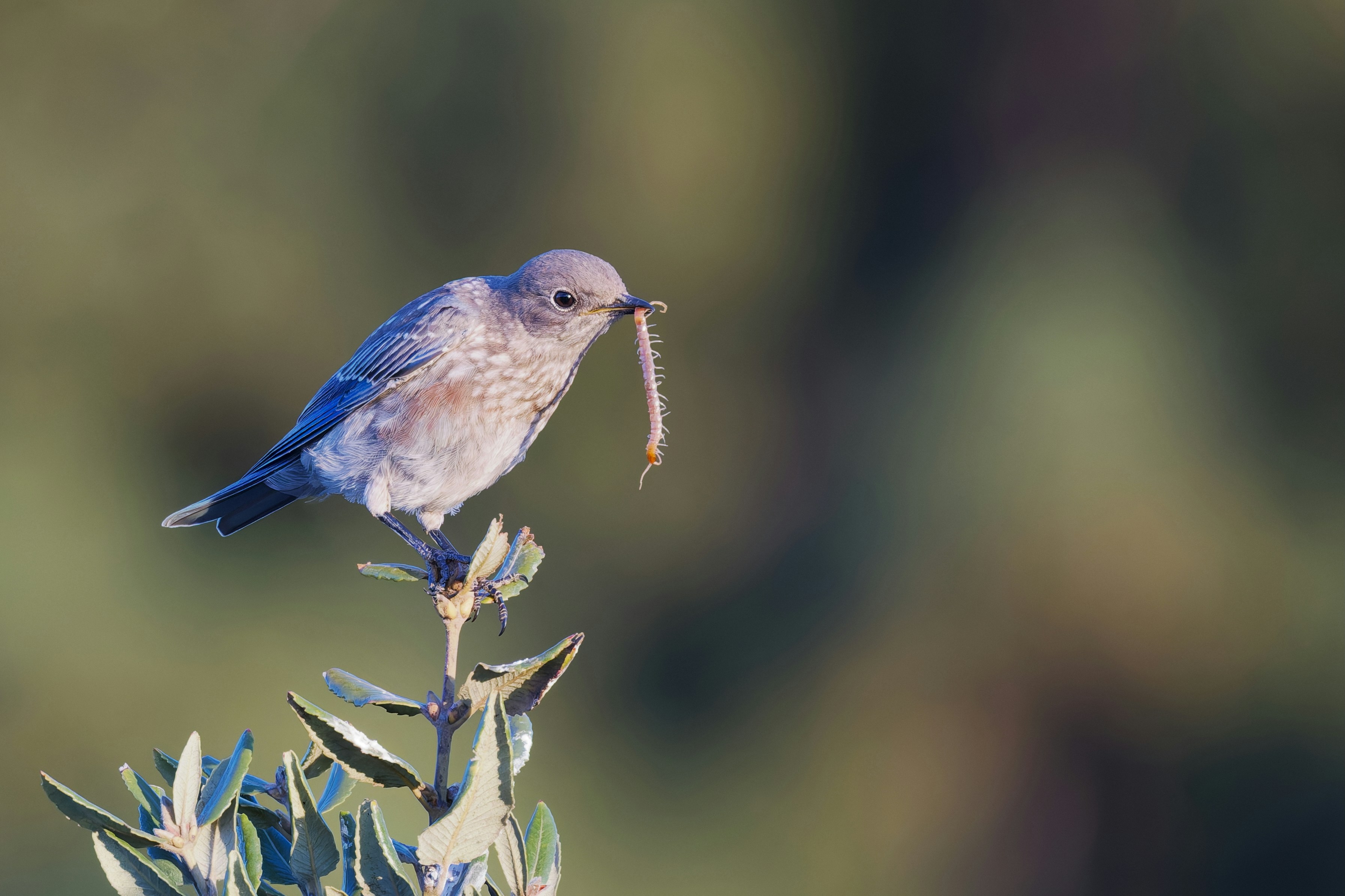 Small bluebird perched on a leafy branch, holding a wriggling caterpillar in its beak against a soft, blurred natural backdrop. Photograph captures a moment of feeding activity.