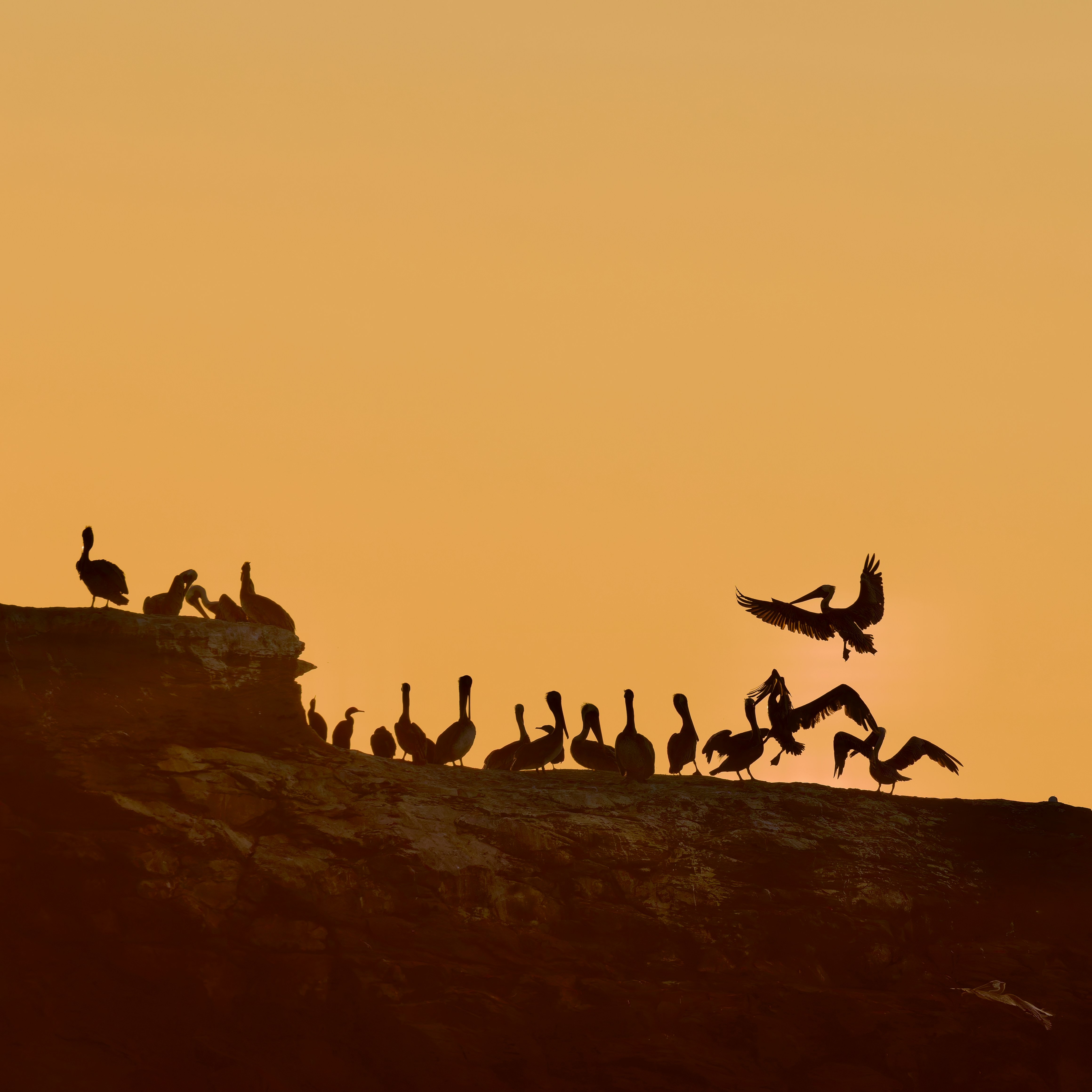 Hollowed horizon: silhouettes of seabirds at sunset