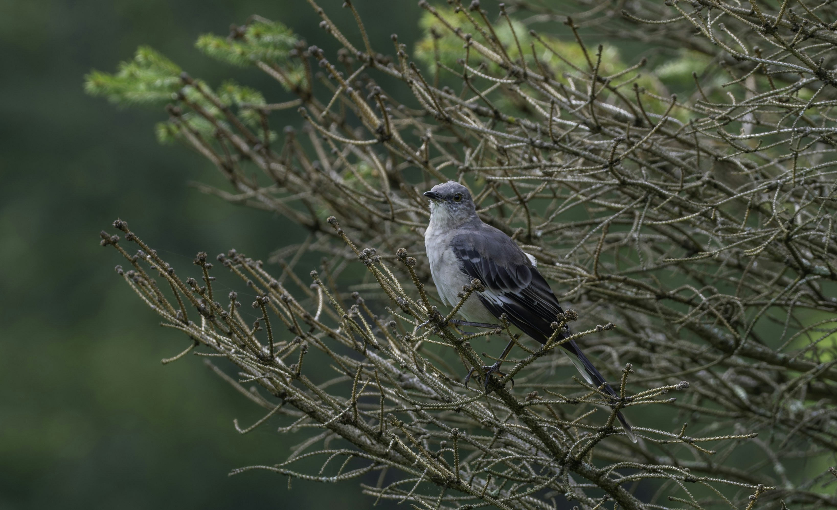 A gray-blue bird rests on dry, tangled branches with a soft green background.