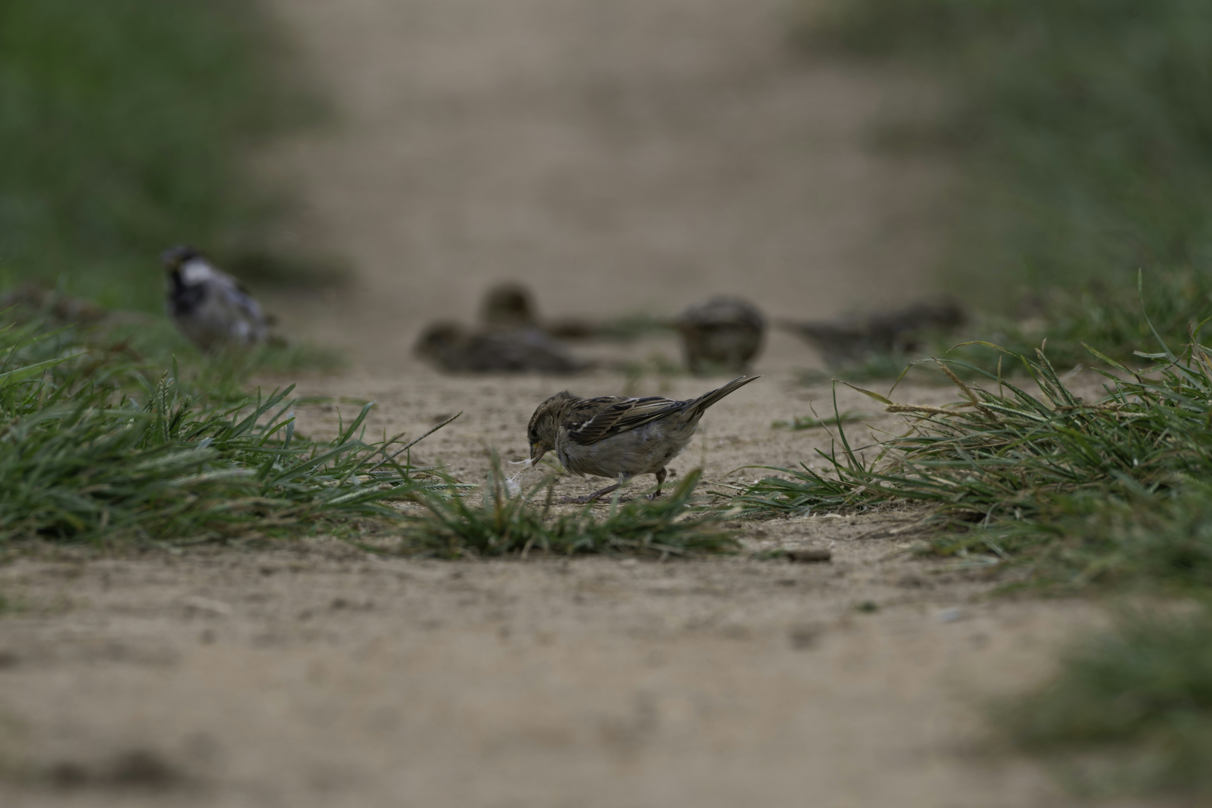 Ground-level Skirmish: A Trio of Sparrows on a Dappled Path