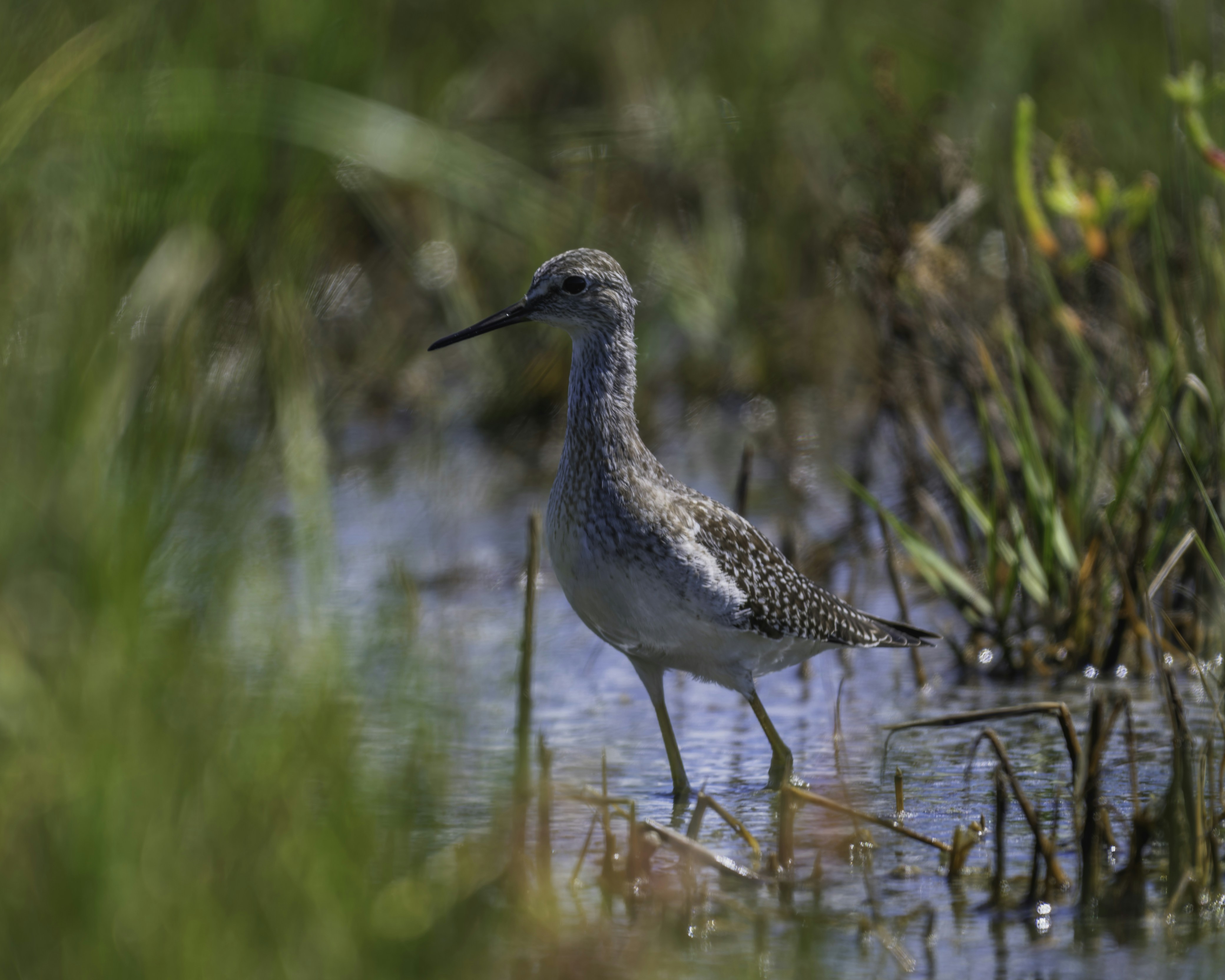 Wading Shorewatch: A Sandpiper Stands Guard in Reedy Marsh
