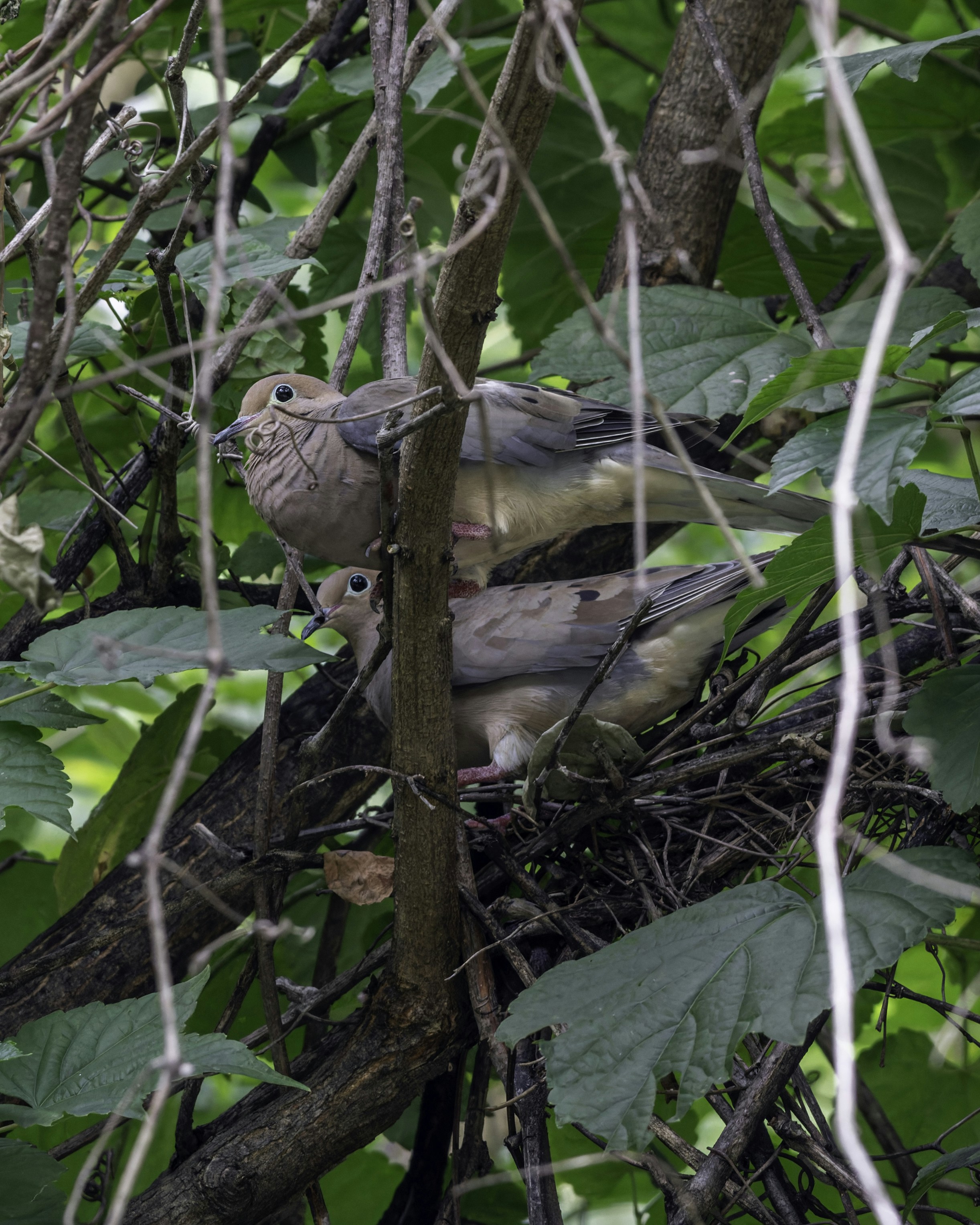 Nest Peek: Two Doves Shielded by Green Veil