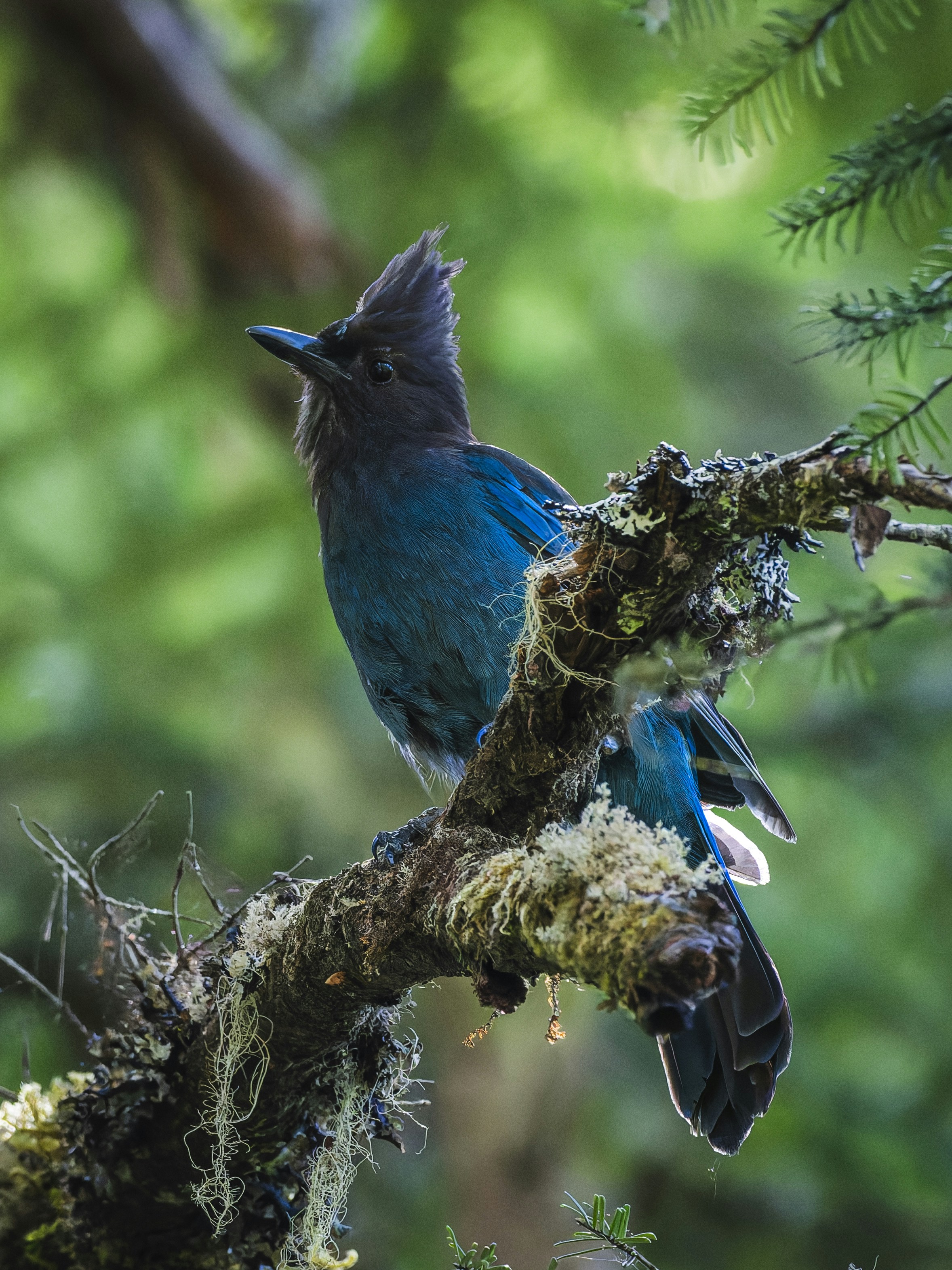 Azure Kingfisher Perched on Mossy Alder, Framed by Green Canopy
