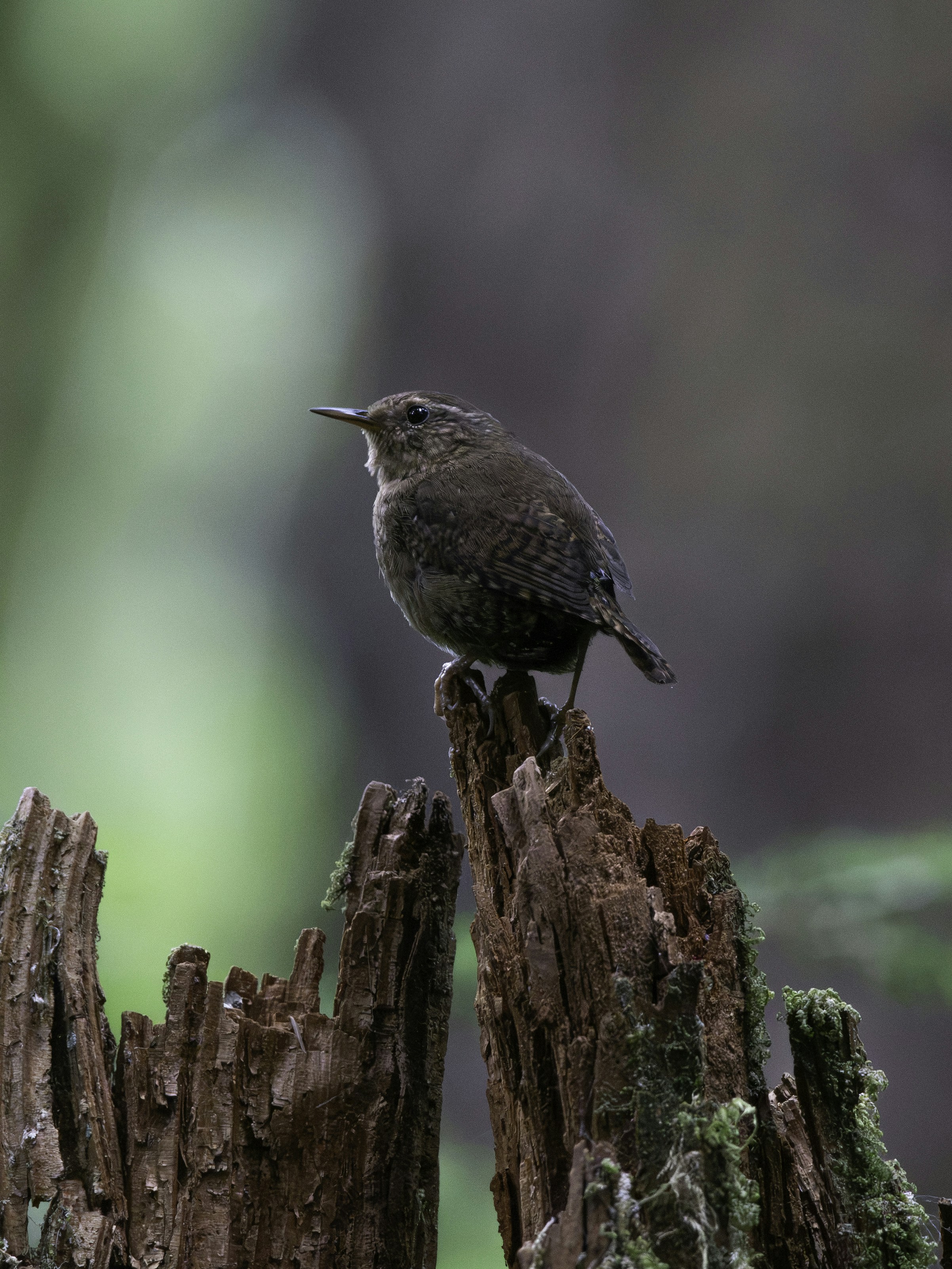 Perched in the Twilight Boughs