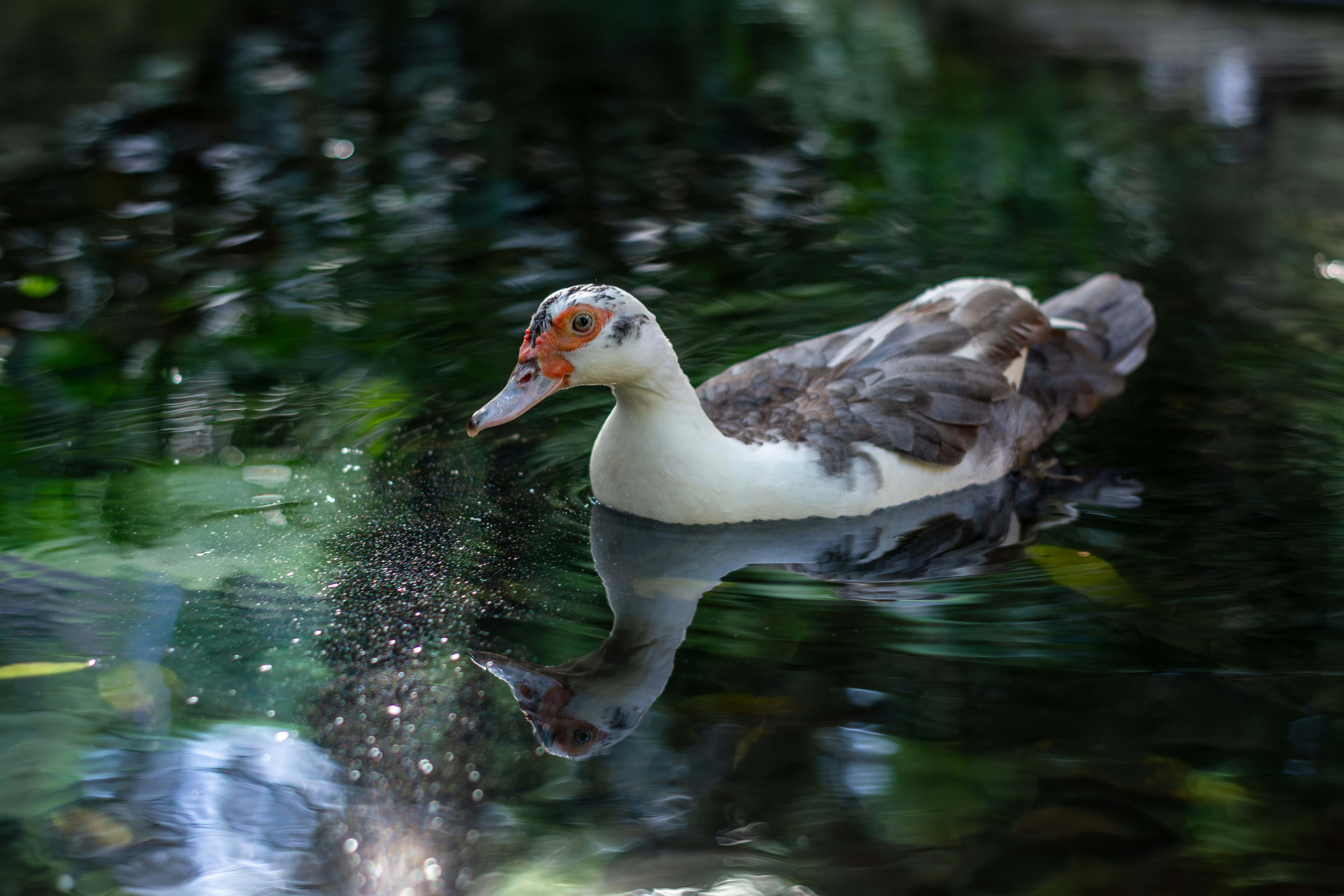 A duck glides on a reflective pond, scattering droplets as it moves, surrounded by leafy greens and dappled light.