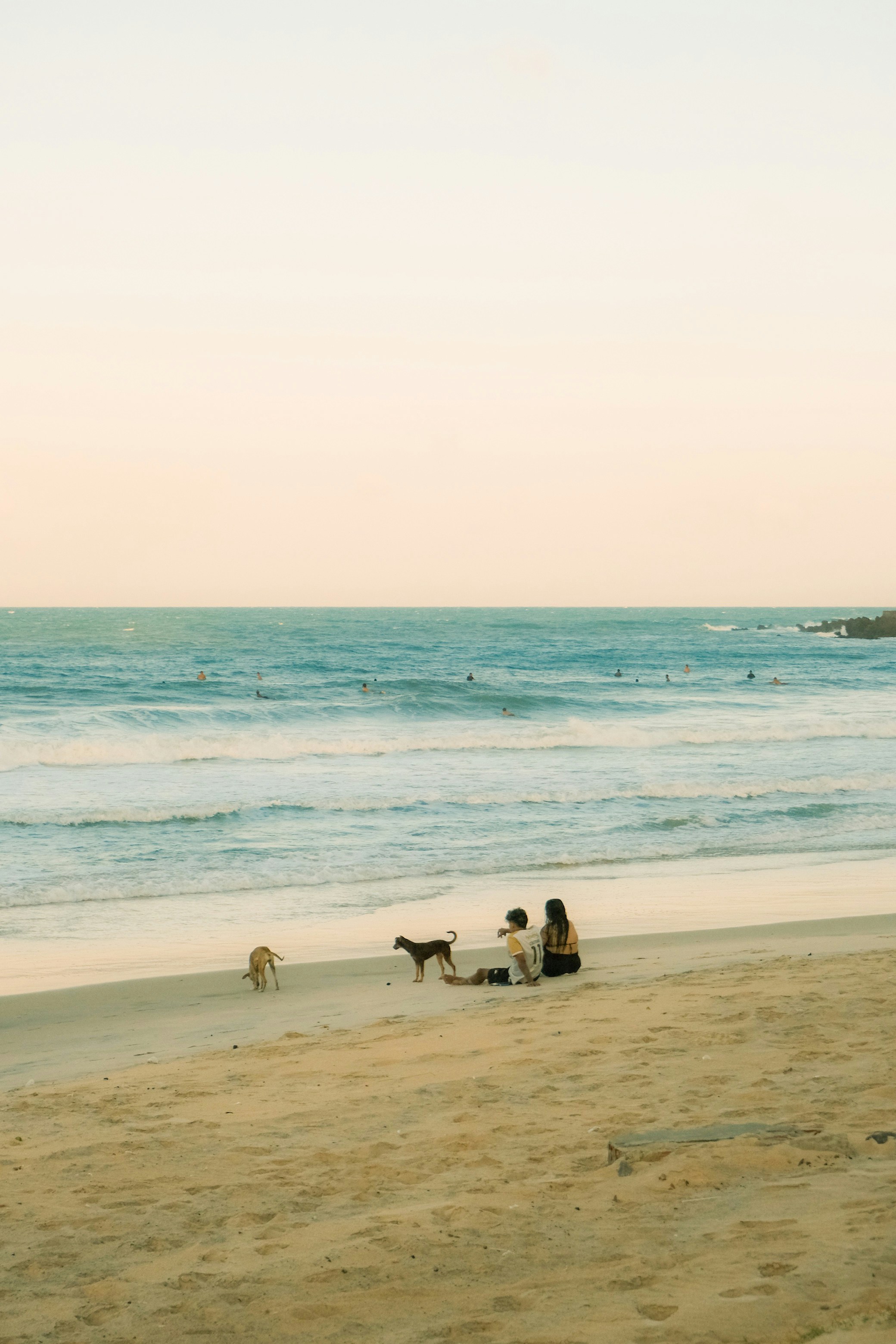 Sunlit Beach Quartet: Dogs, Friends, and Waves