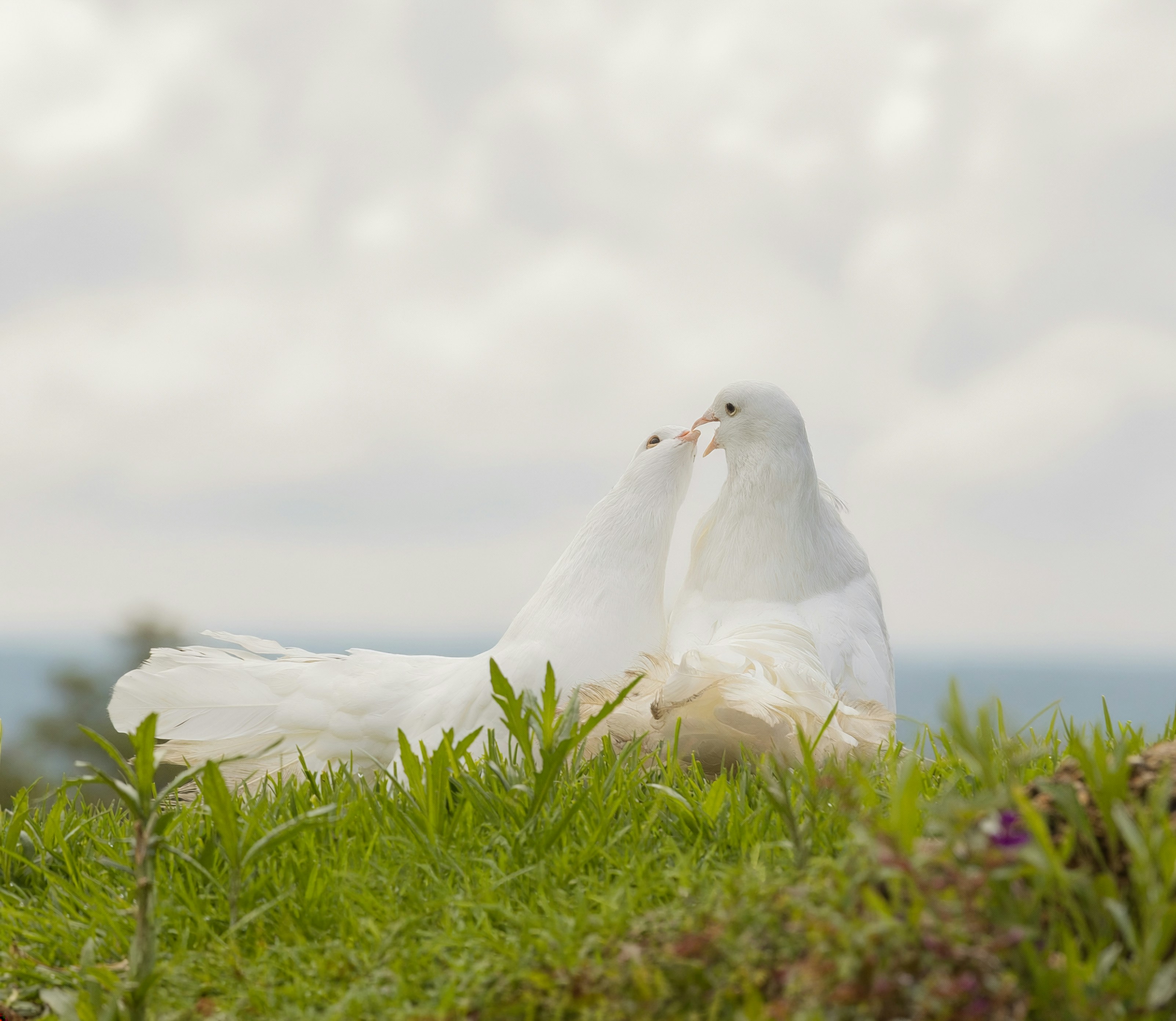 Two white doves perched among green coastal grass with a blurred sea horizon behind them. A serene, natural close-up of birds at rest, highlighting soft light and texture.