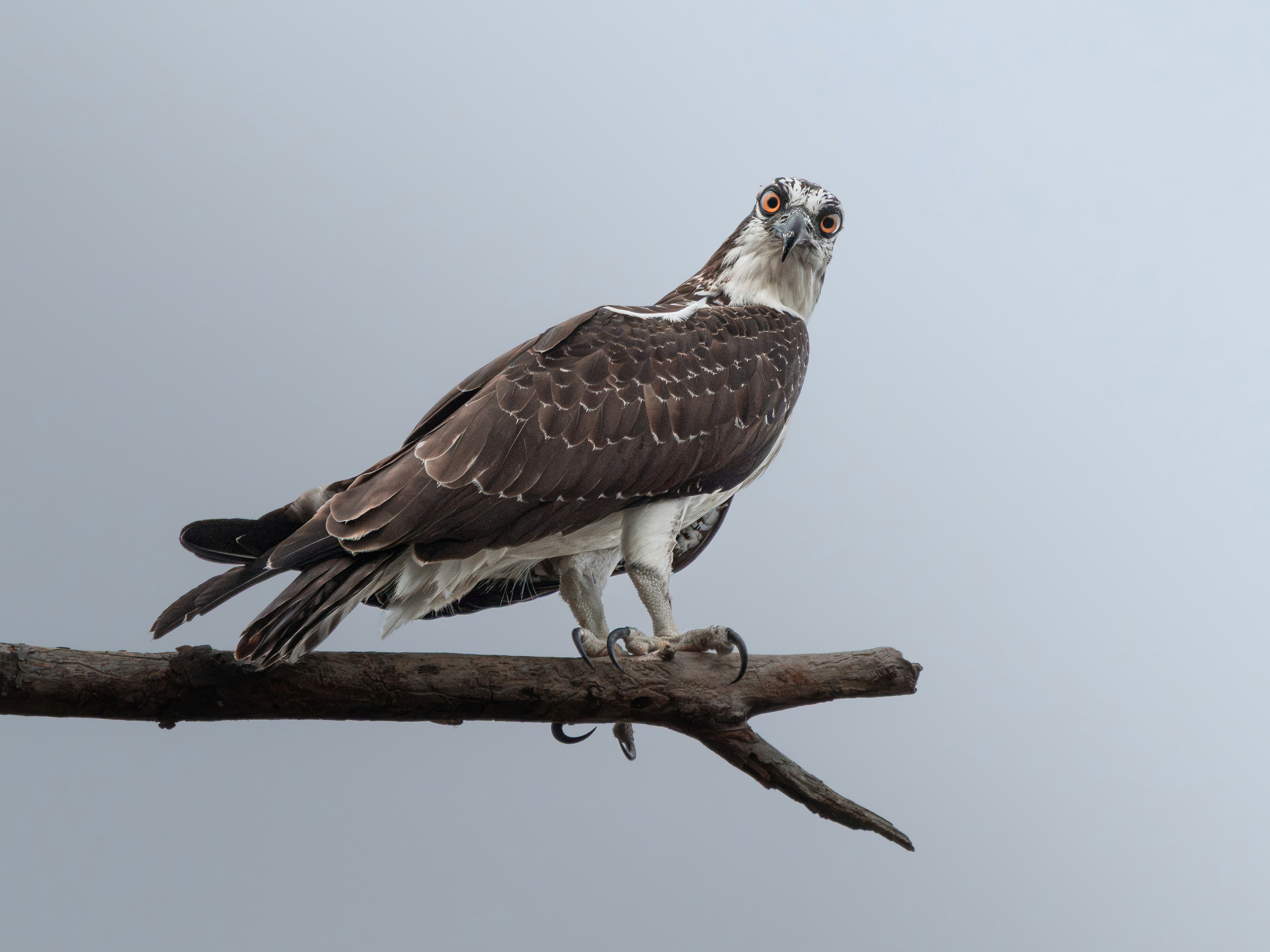 Perched Watcher on a Weathered Branch